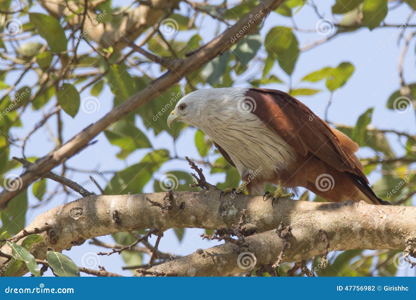 Brahmini kite stock photo. Image of indus, carnivore - 47756982