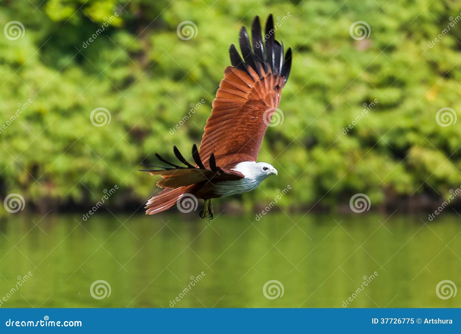 Brahminy Kite Flying Over the Water Stock Image - Image of fast, flight ...