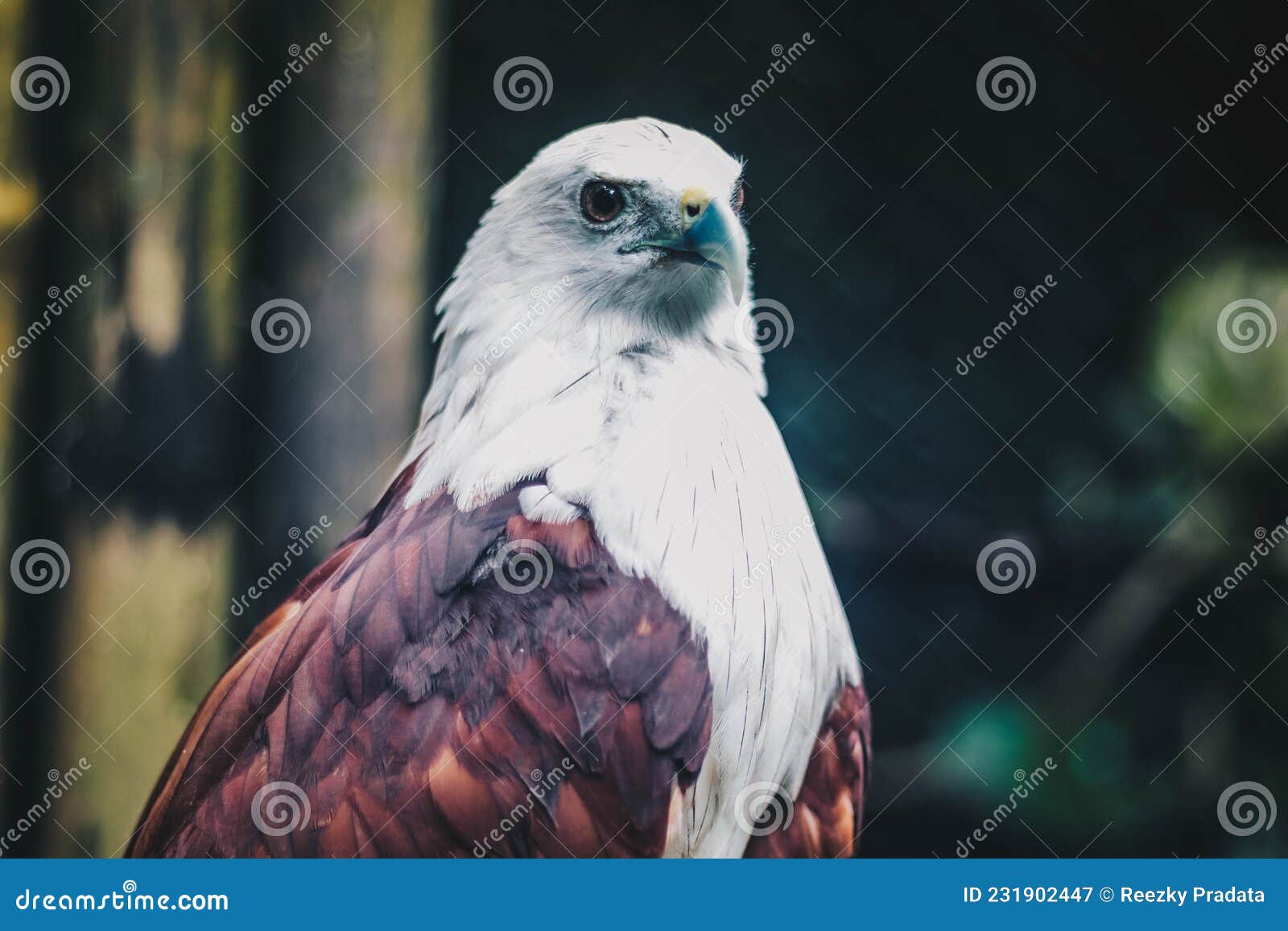 Brahminy Kite Haliastur Indus Oder Elang Bondol. Raubvogel Stockbild ...