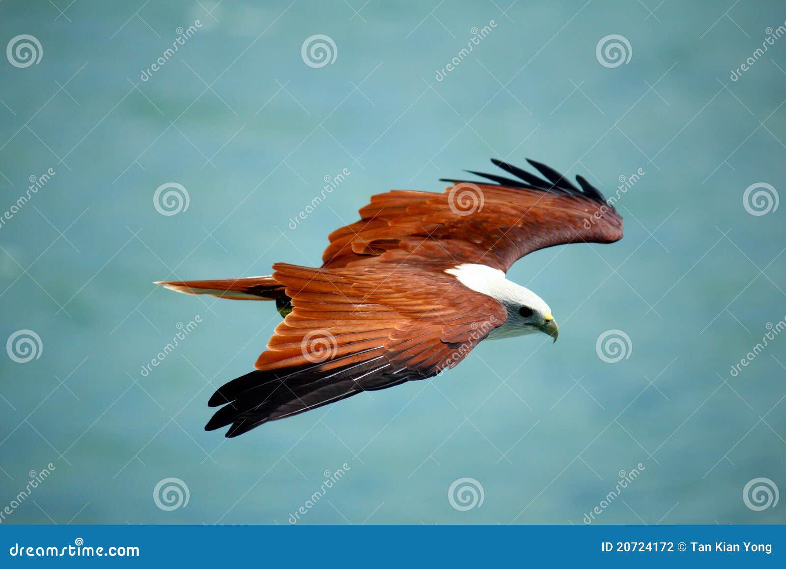 Brahminy Kite, Raptor stock photo. Image of bird, kite - 20724172
