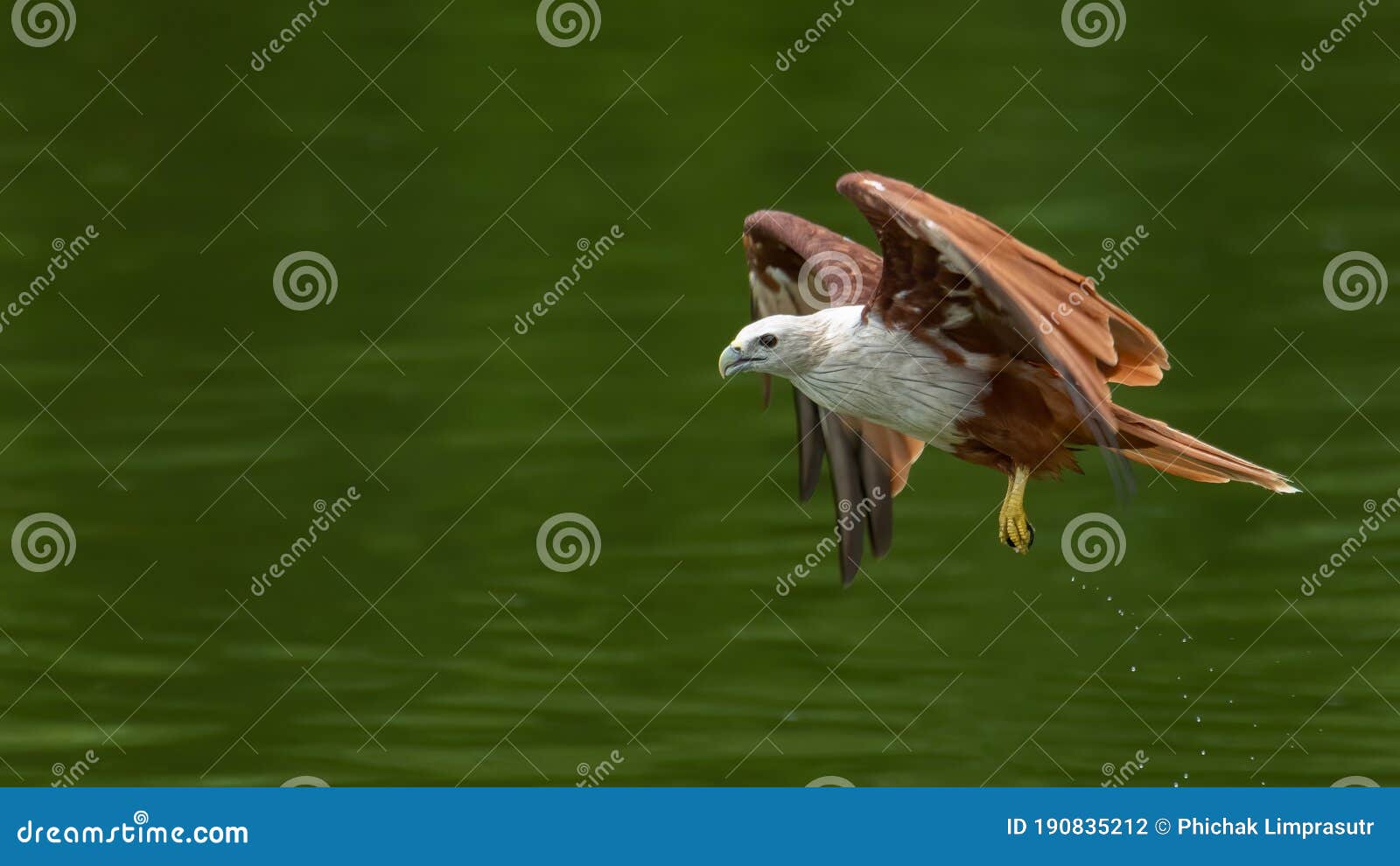 Brahminy Kite Swooping Down Above Water Surface Stock Photo - Image of ...
