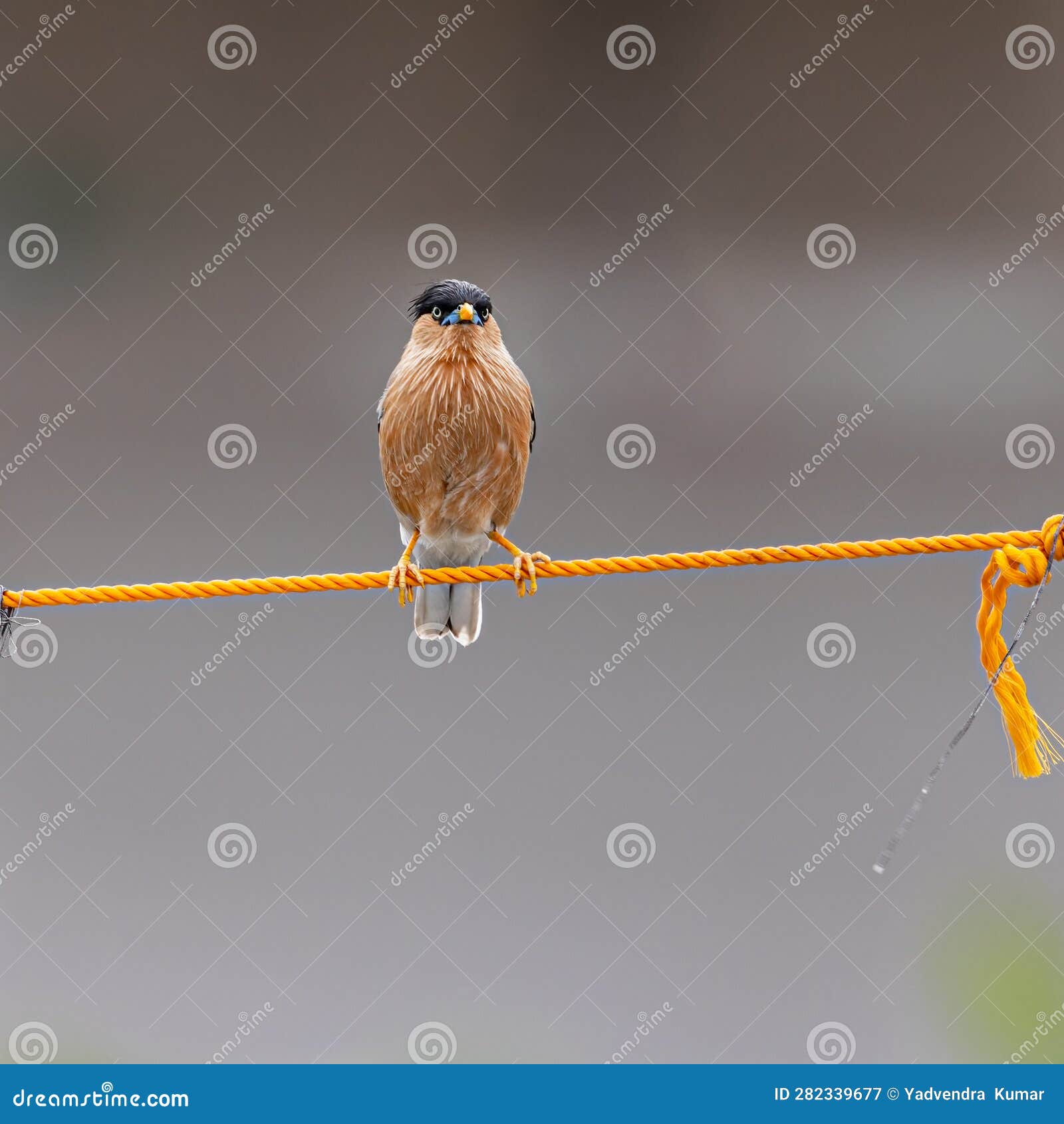 A Brahminy Starling stock image. Image of creature, tropical - 282339677