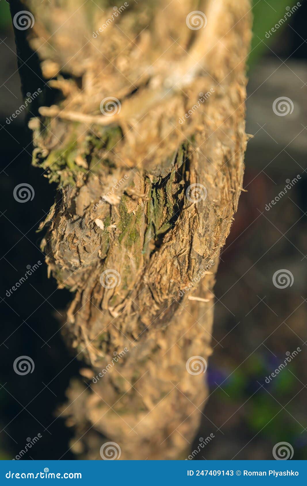 Braided Grape Trunk. Durable Trunk of a Forest Tree Stock Image - Image ...