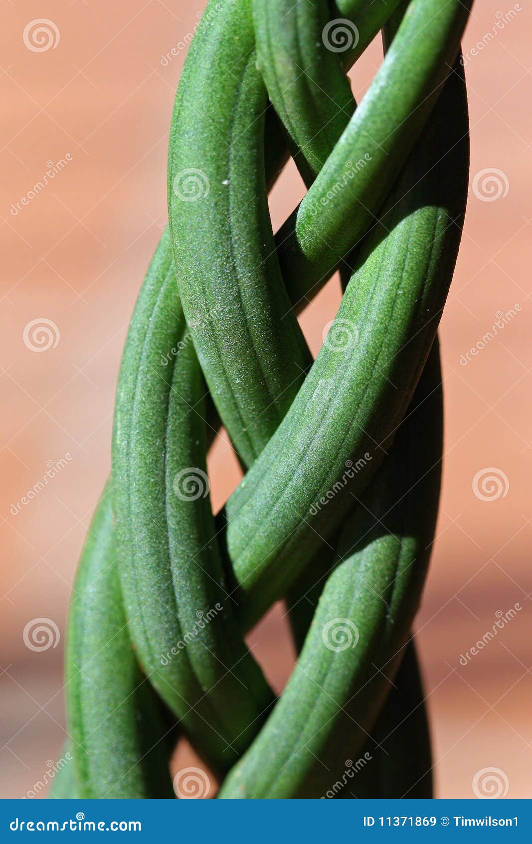 Braided Plant stock image. Image of braided, unusual - 11371869