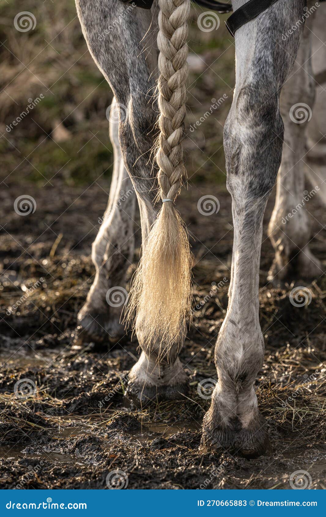 Braided Tail of a White Horse.. Stock Image - Image of black, rural ...