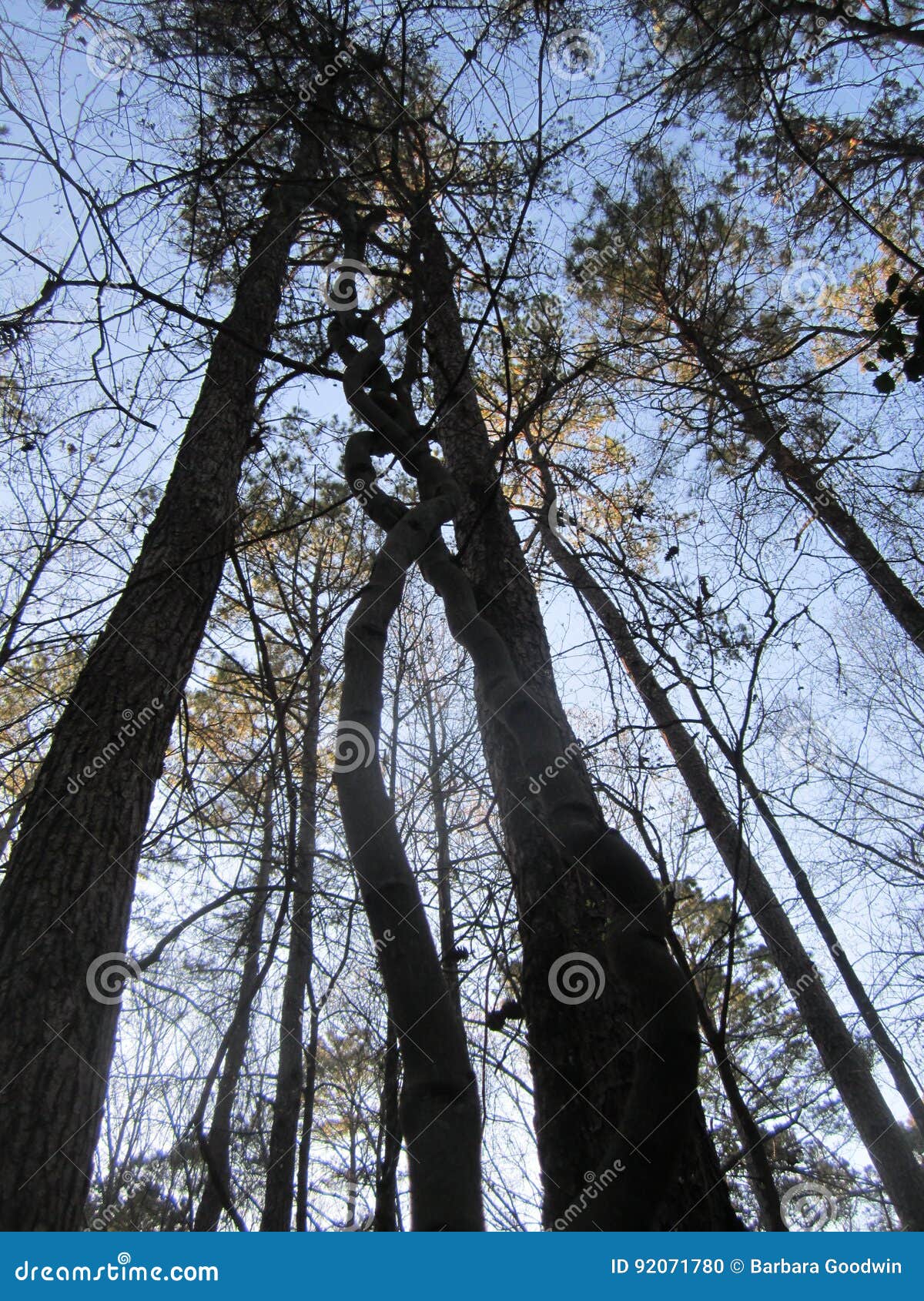 Braided tree trunk stock photo. Image of wood, perspective - 92071780