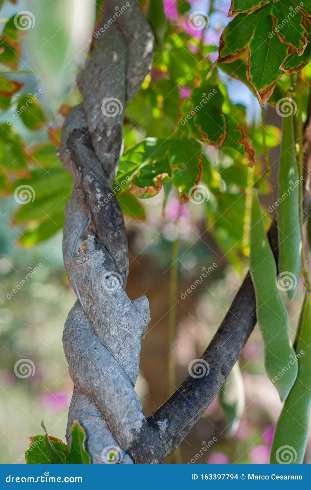 Braided Trunk of a Tree, with Its Broad-bean Seeds Stock Photo - Image ...