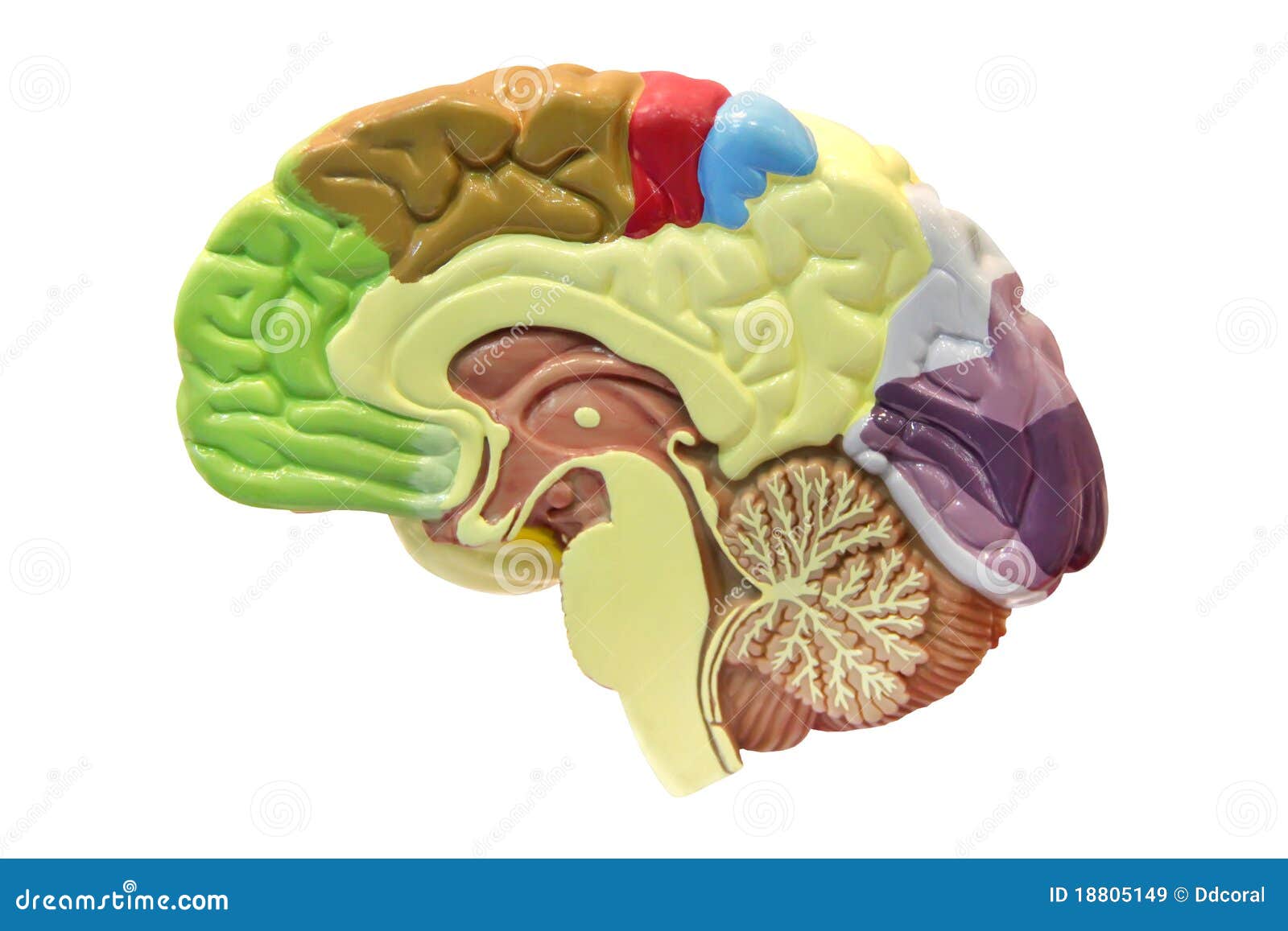 Brain stock image. Image of medicine, cortex, intellectual - 18805149