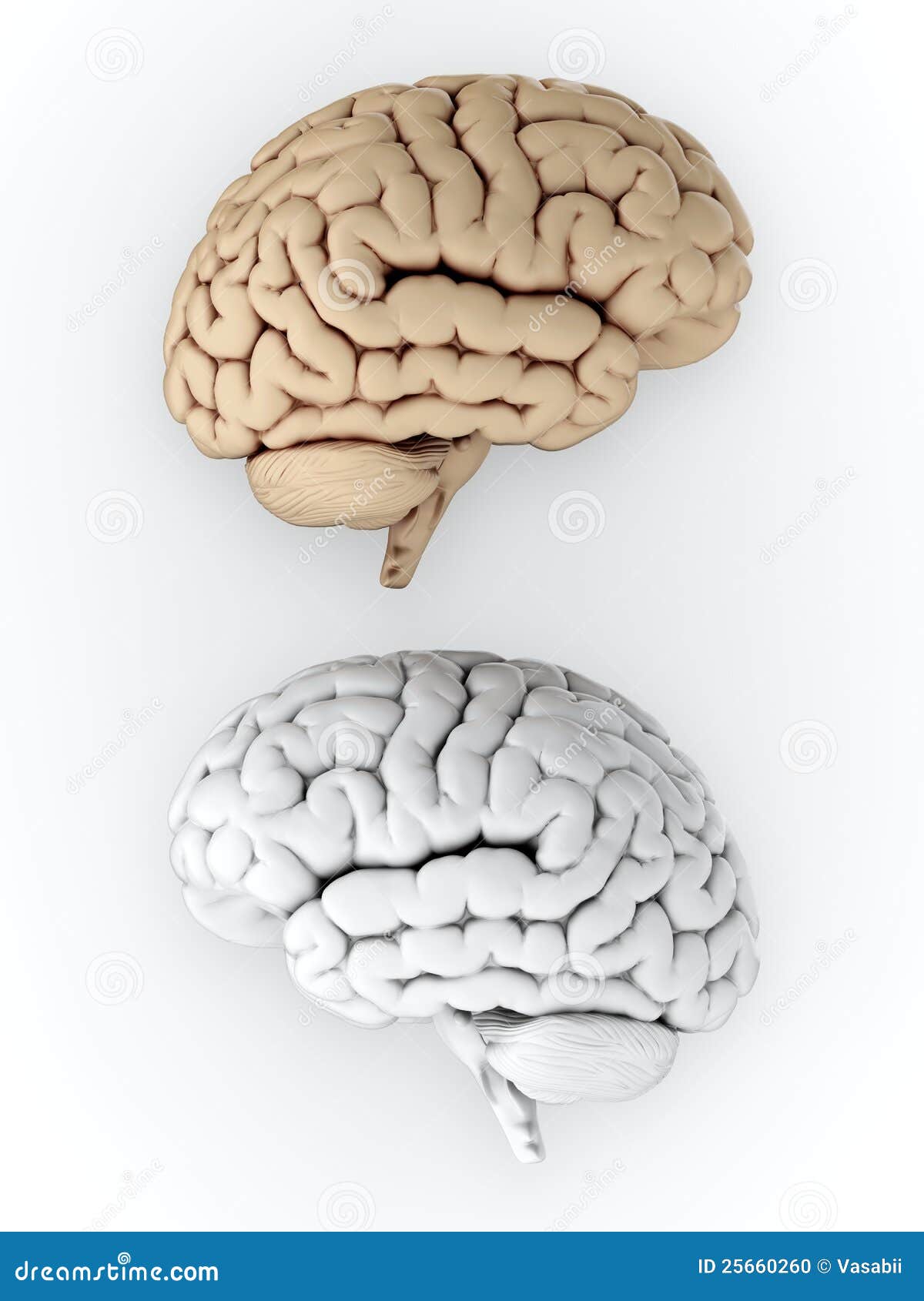 Brown Brain Stock Illustrations – 1,735 Brown Brain Stock Illustrations ...