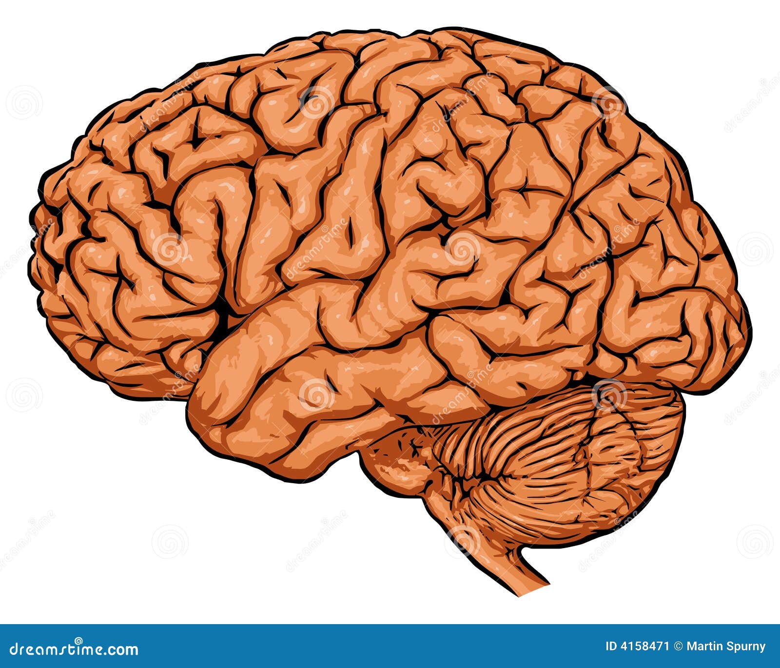 Brain stock vector. Illustration of cortex, medical, mind - 4158471