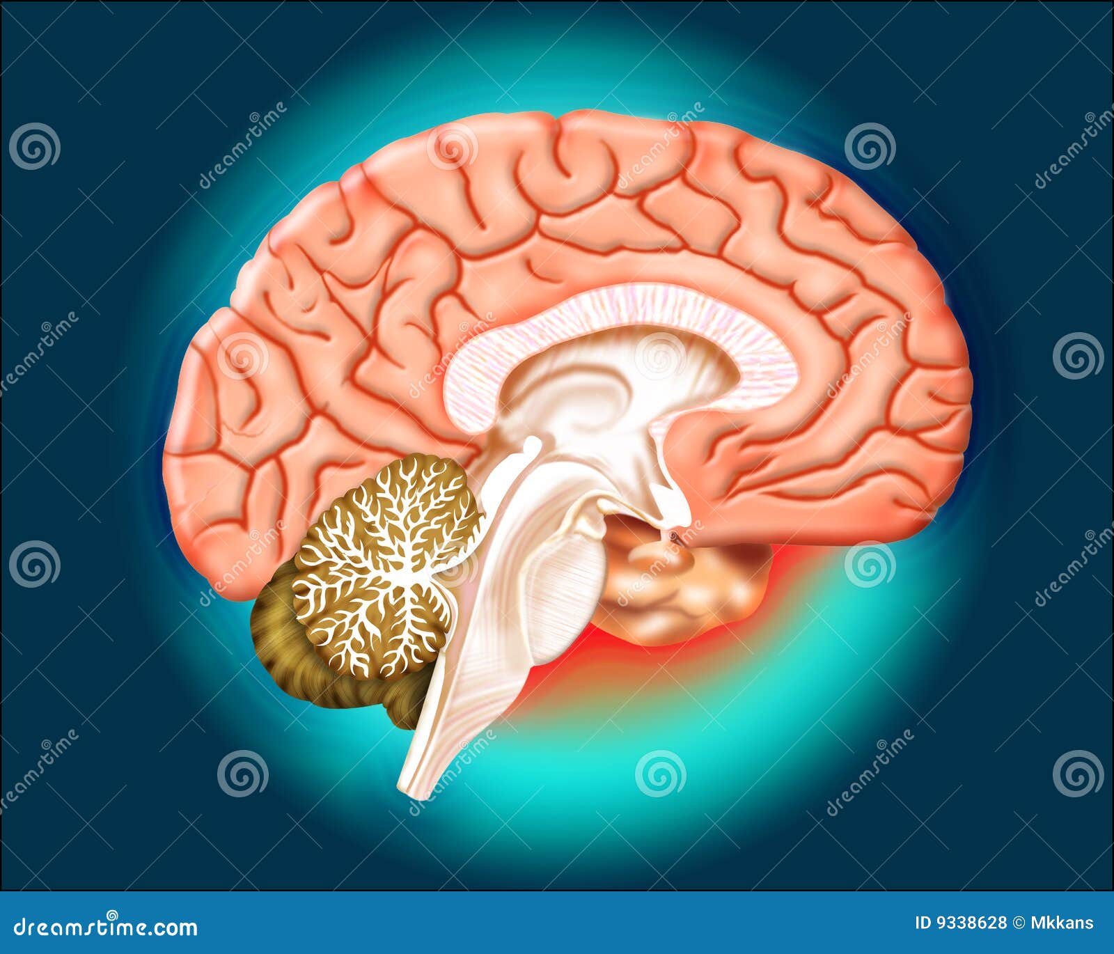 Animal Brain Sizes Cartoon Vector | CartoonDealer.com #105782877