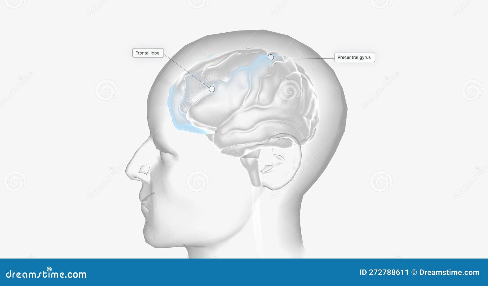 Brain Activity in Frontal Lobe Stock Illustration - Illustration of ...