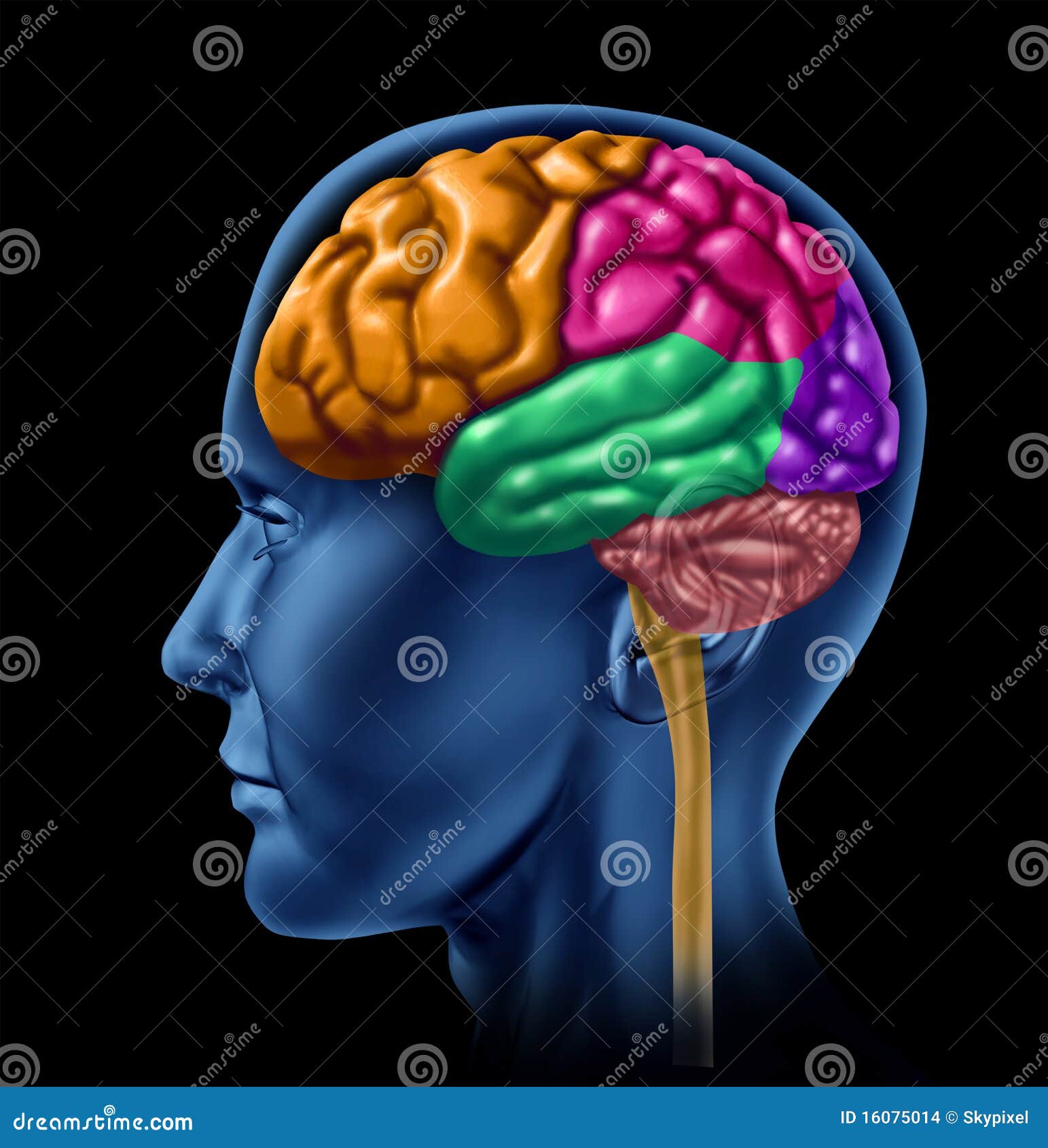 Brain Activity Intelligence Stock Illustration - Illustration of lobes ...