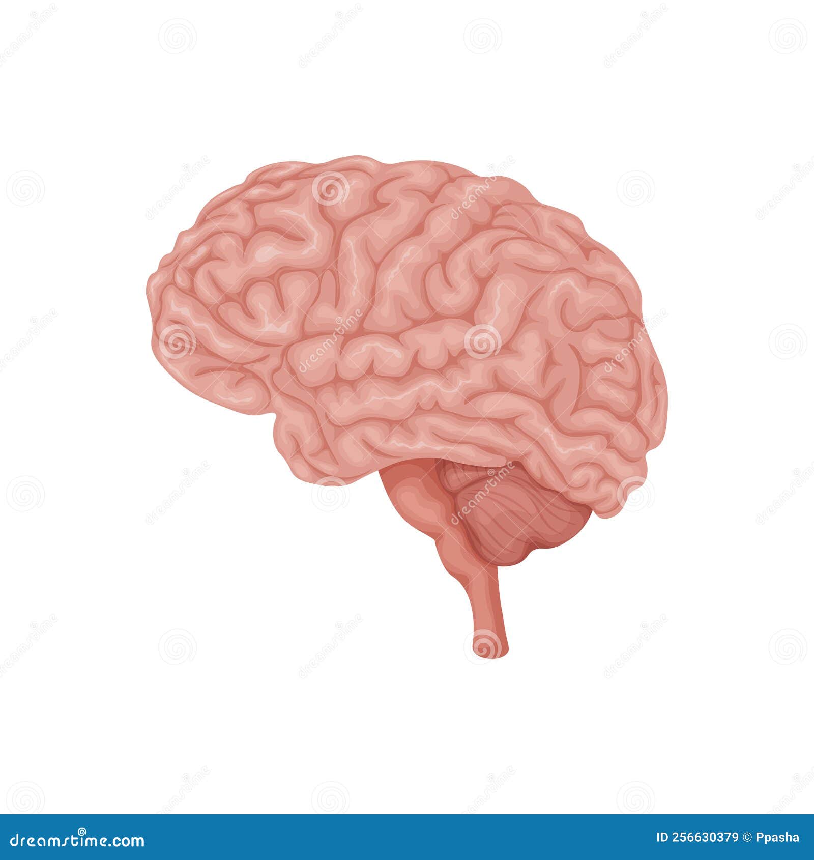 Brain. Anatomical Image Of The Brain. The Human Brain. Human Internal ...