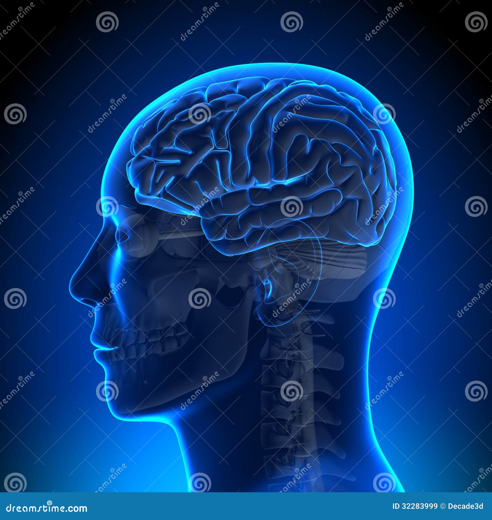 Brain Anatomy - Brain Blue Blank Royalty-Free Stock Photo ...