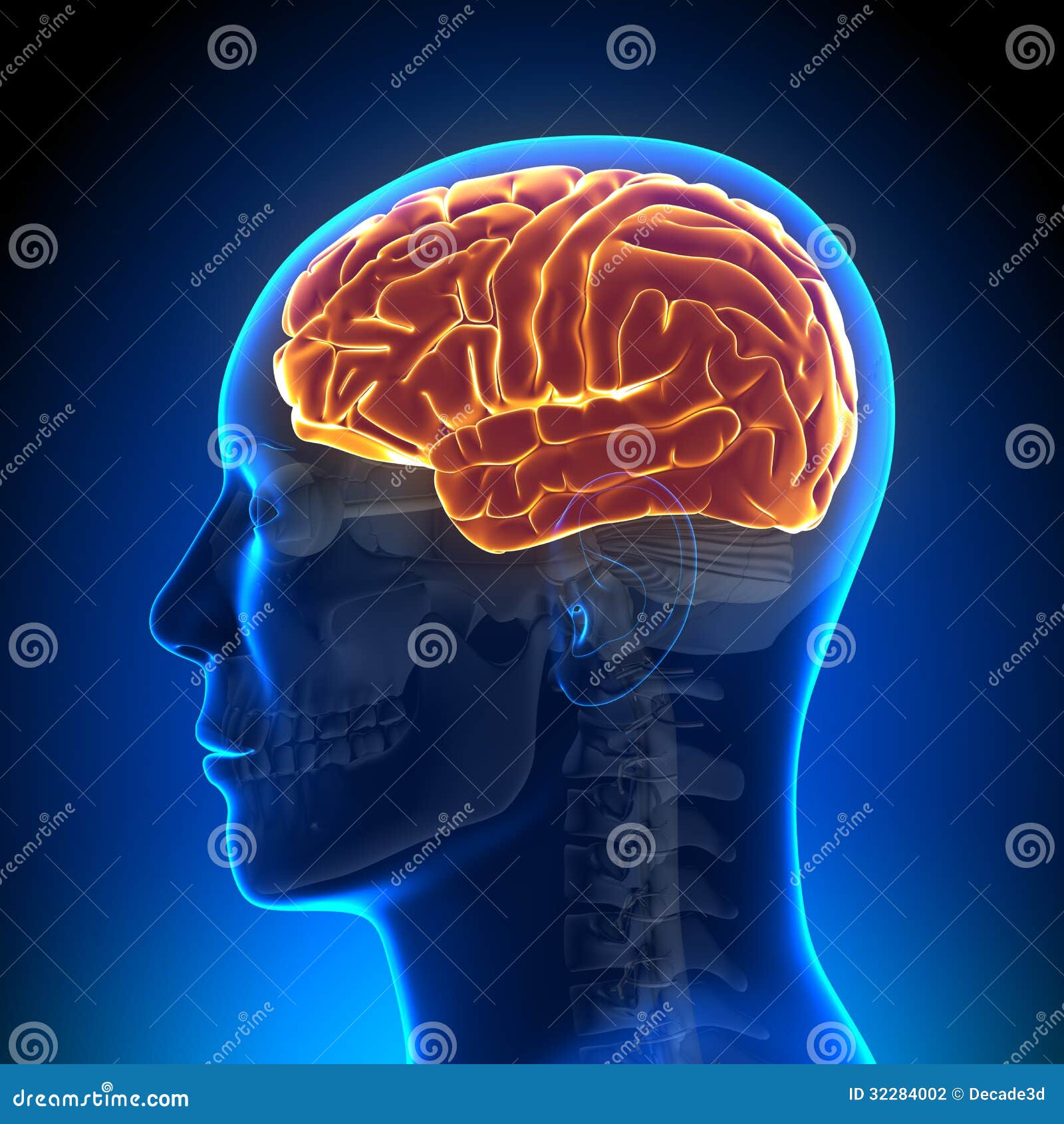 Brain Anatomy - Brain full stock illustration. Illustration of diagnose ...
