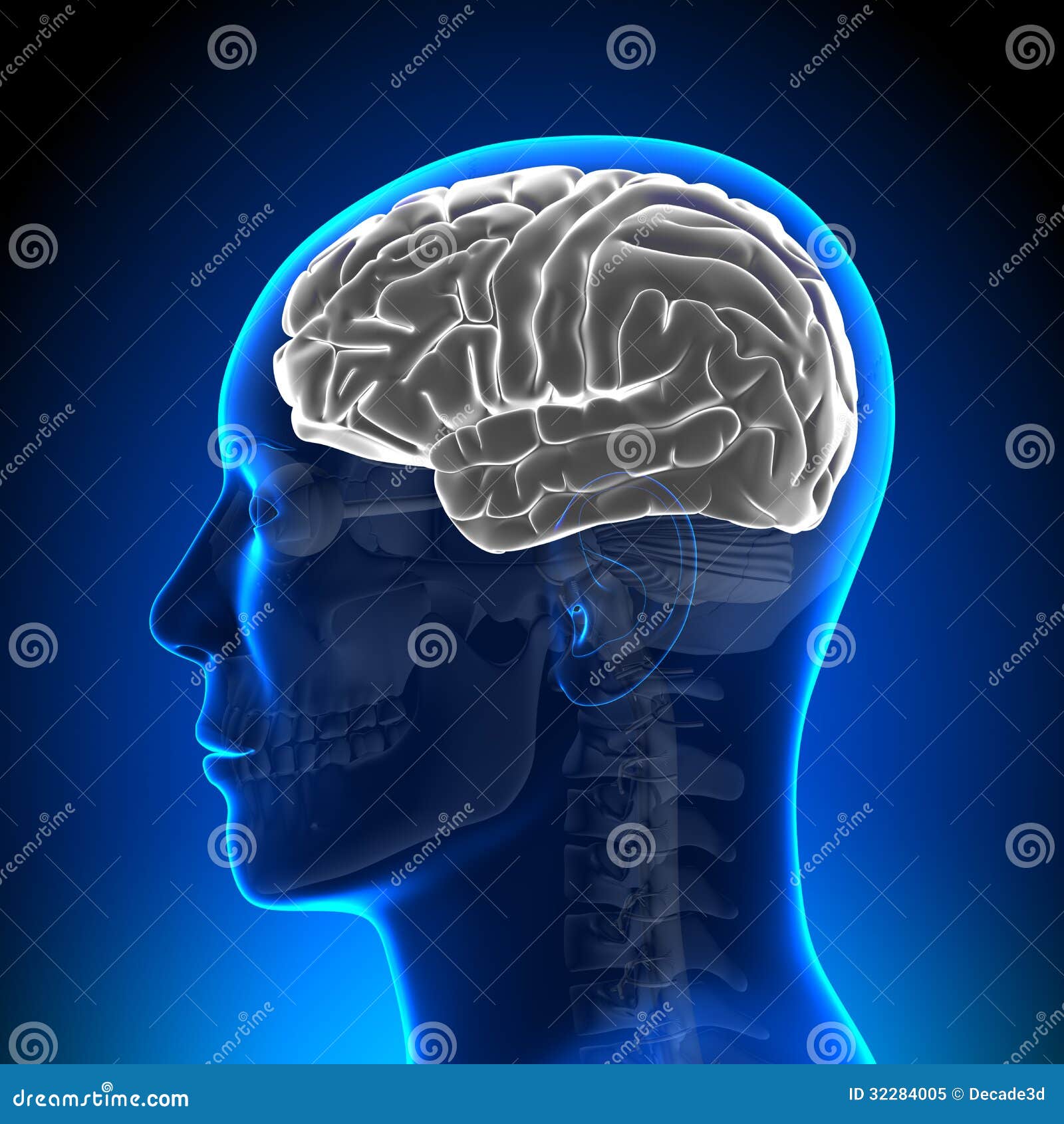 Brain Anatomy - Brain White Blank Royalty-Free Stock Photo ...