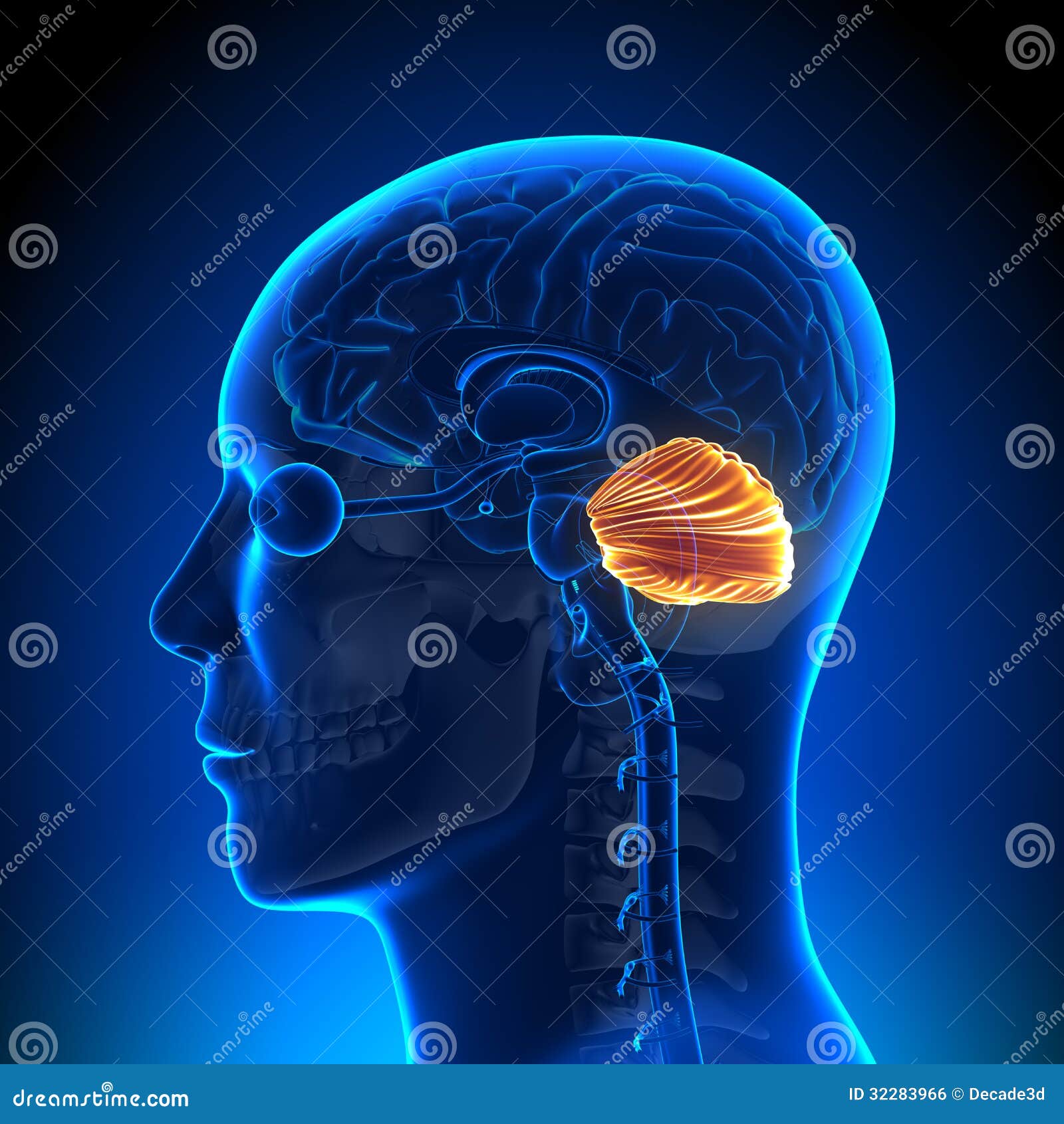 Brain Anatomy - cervelet illustration stock. Illustration du nerf ...