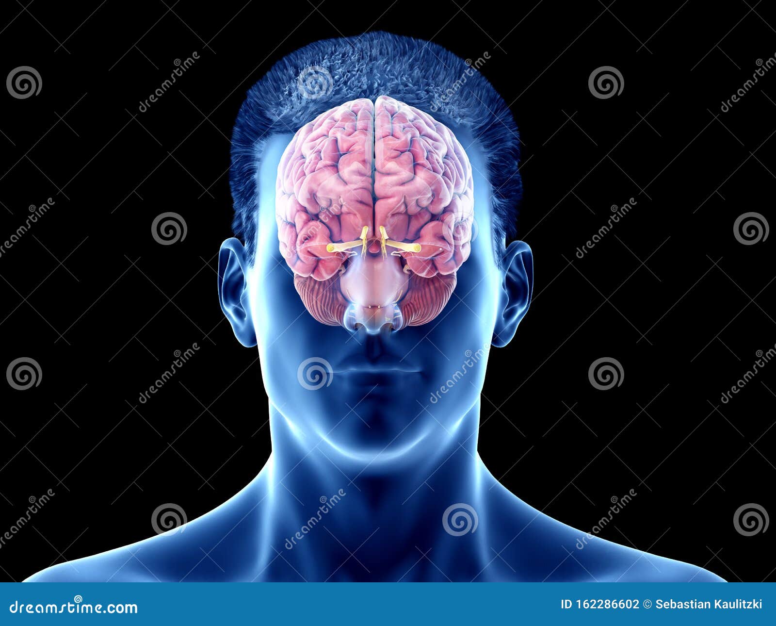 The Brain Anatomy - the Cortex Stock Illustration - Illustration of ...