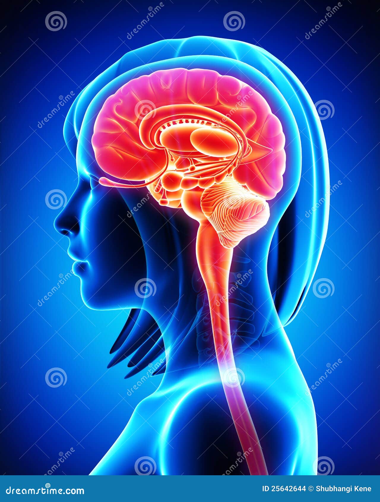 Brain Anatomy - Cross Section Stock Images - Image: 25642644