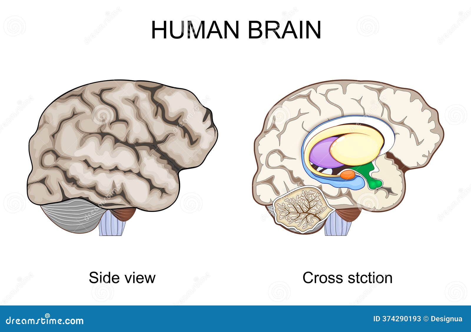 Brain Anatomy. Cross-sectional View. Side View Of A Cerebral Cortex ...