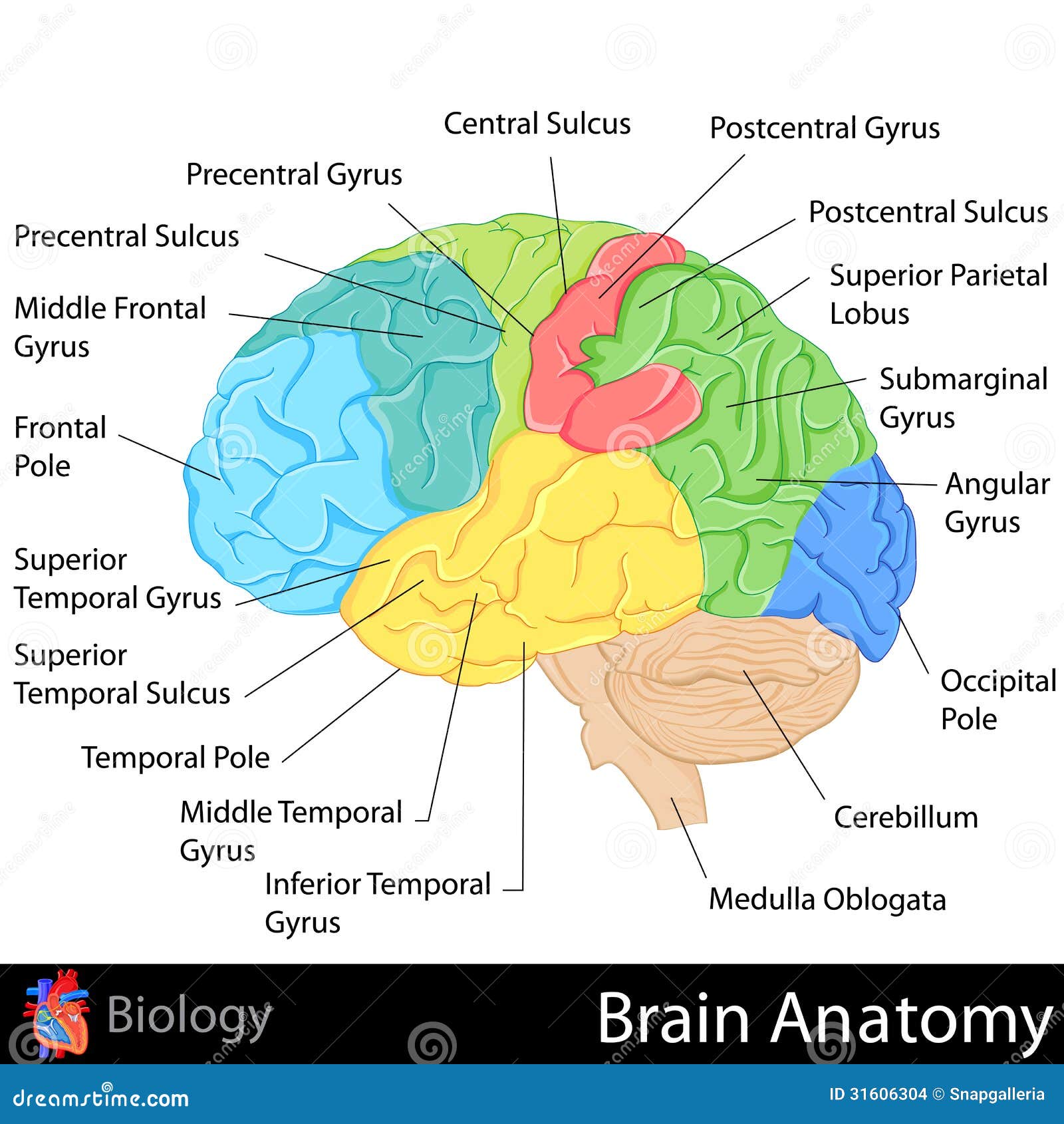 Brain Anatomy stock illustration. Illustration of mental - 31606304 Brain Anatomy stock illustration. Illustration of mental - 31606304