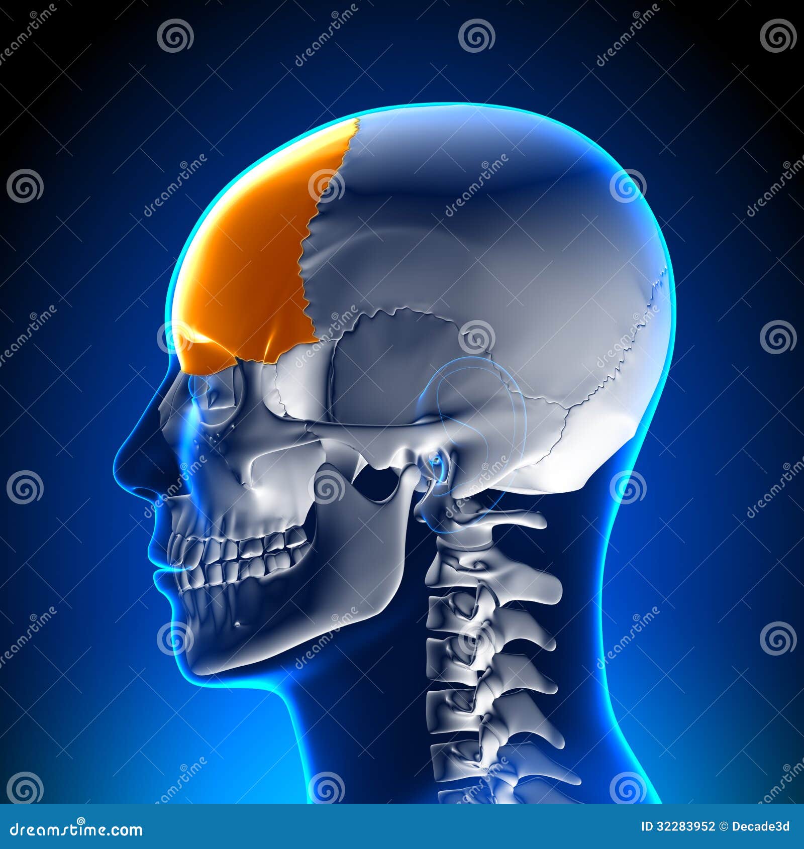 Brain Anatomy - Frontale Kwab Stock Illustratie - Illustration of ...