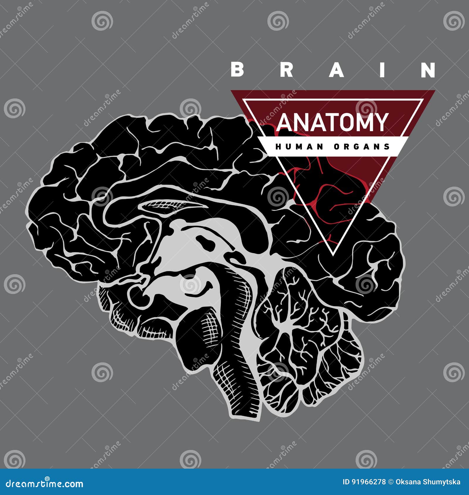 Human Lateral Lumbosacral Spine Royalty-Free Cartoon | CartoonDealer ...