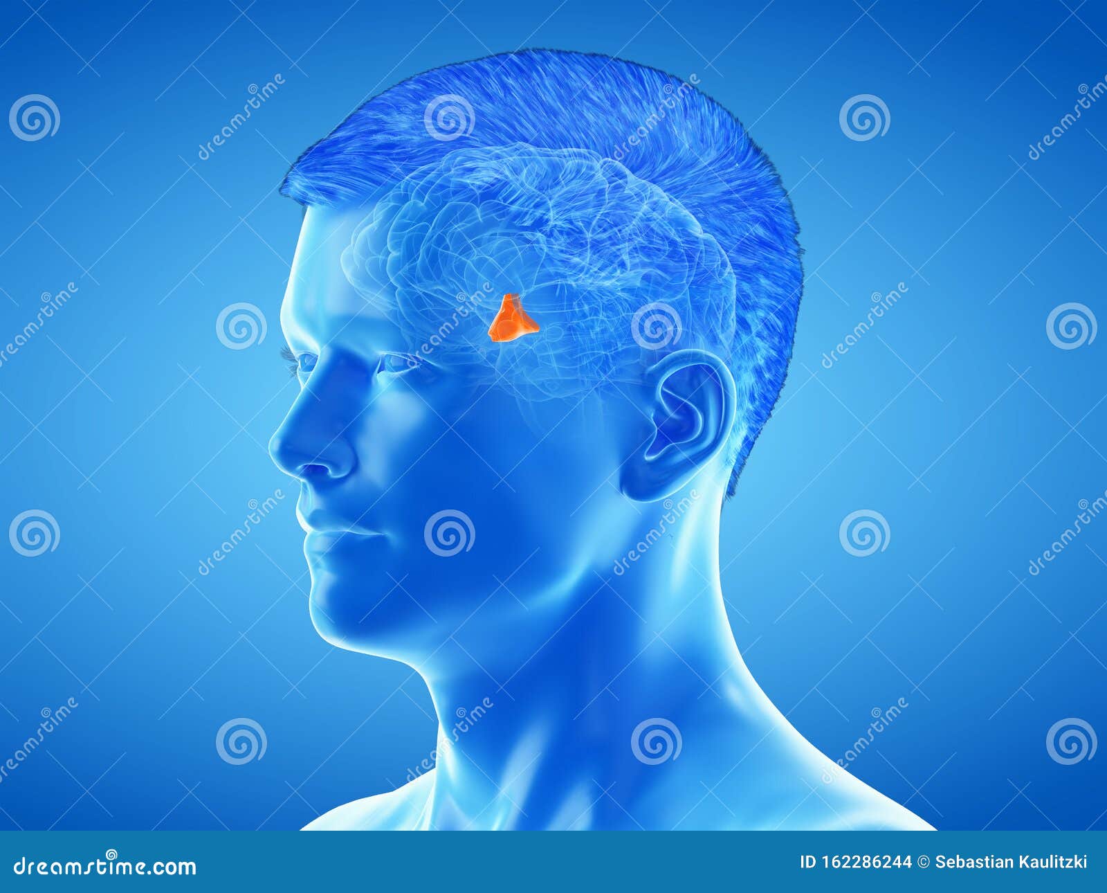 The Brain Anatomy - the Hypothalamus Stock Illustration - Illustration ...
