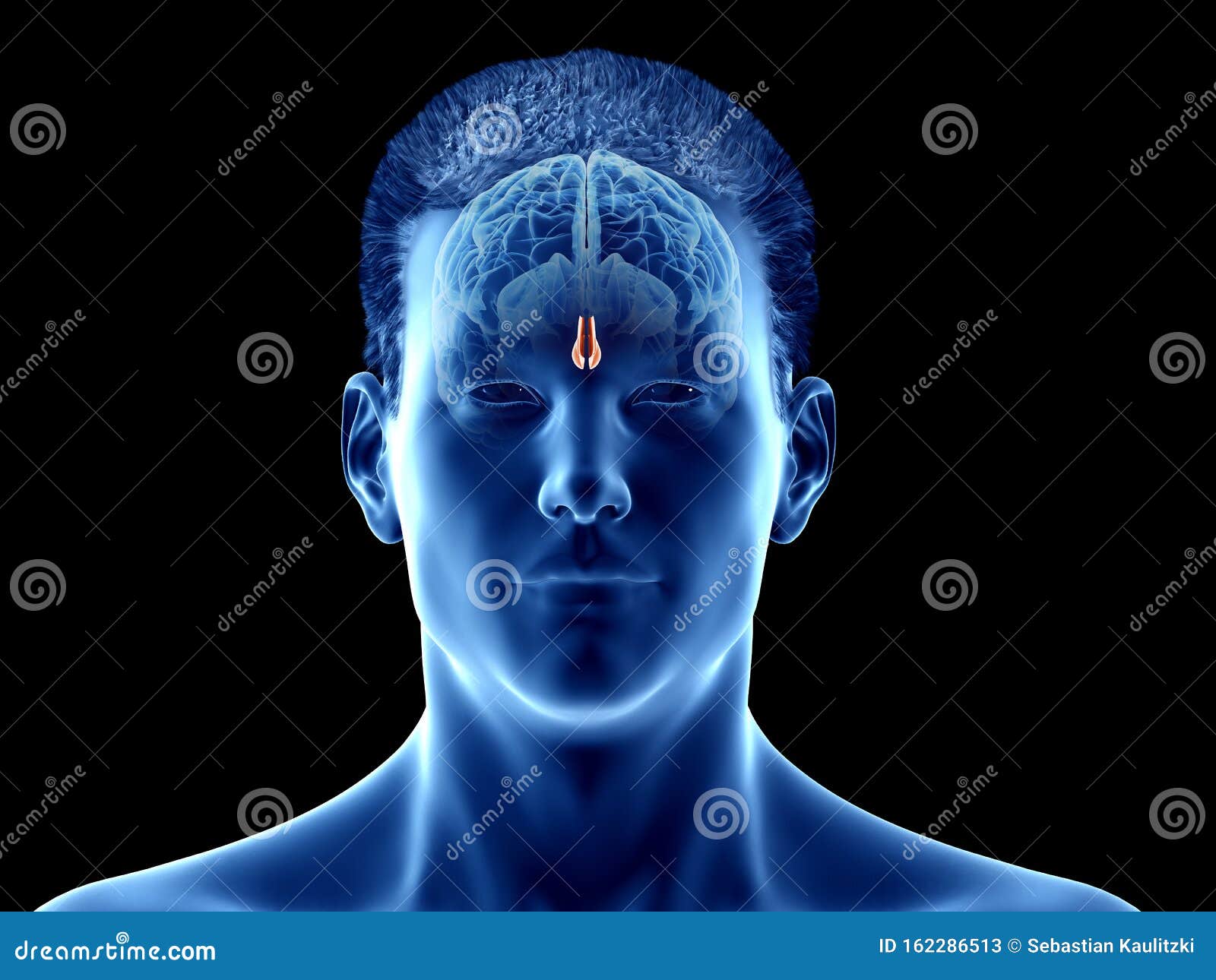 The Brain Anatomy - the Hypothalamus Stock Illustration - Illustration ...