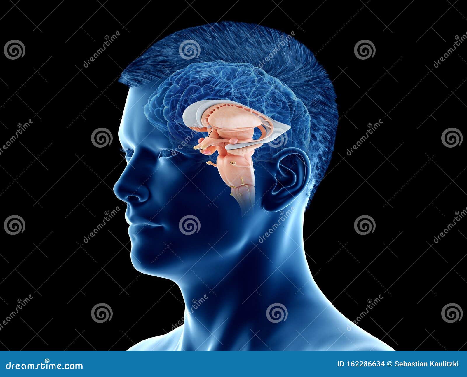 The Brain Anatomy - the Internal Anatomy Stock Illustration ...