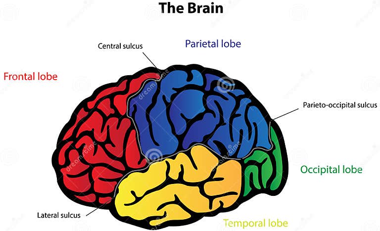Brain Anatomy Labeled Diagram Vektor Abbildung - Illustration von ...