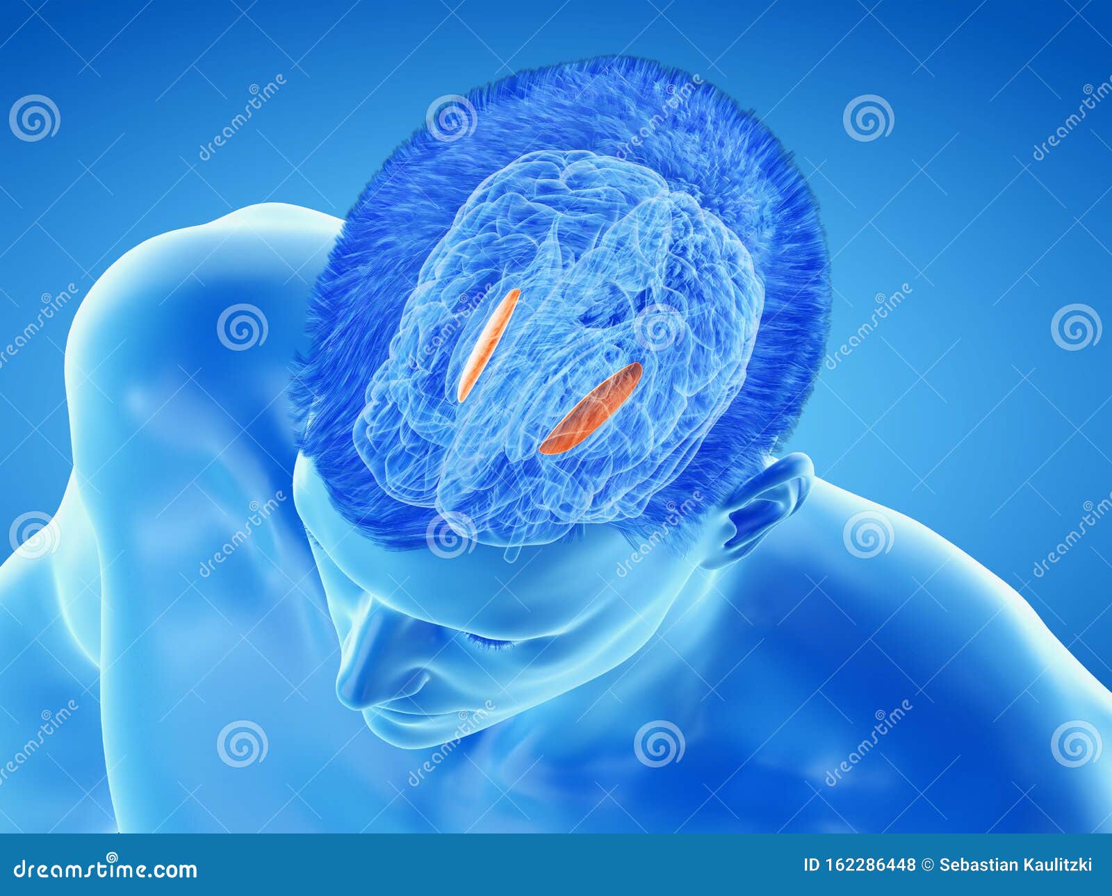 Anatomy Of Globus Pallidus In Basal Ganglia Royalty-Free Illustration ...