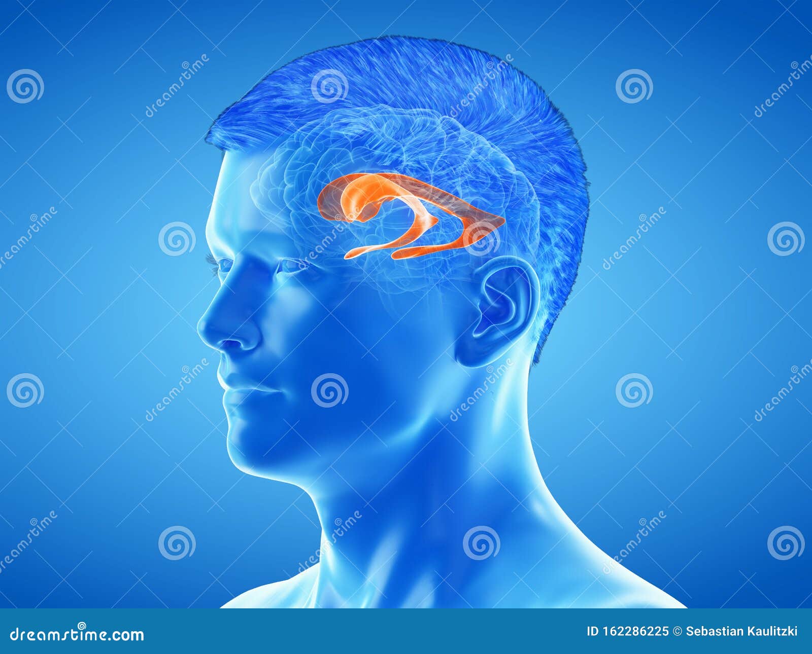 The Lateral Ventricle Royalty-Free Cartoon | CartoonDealer.com #137361488