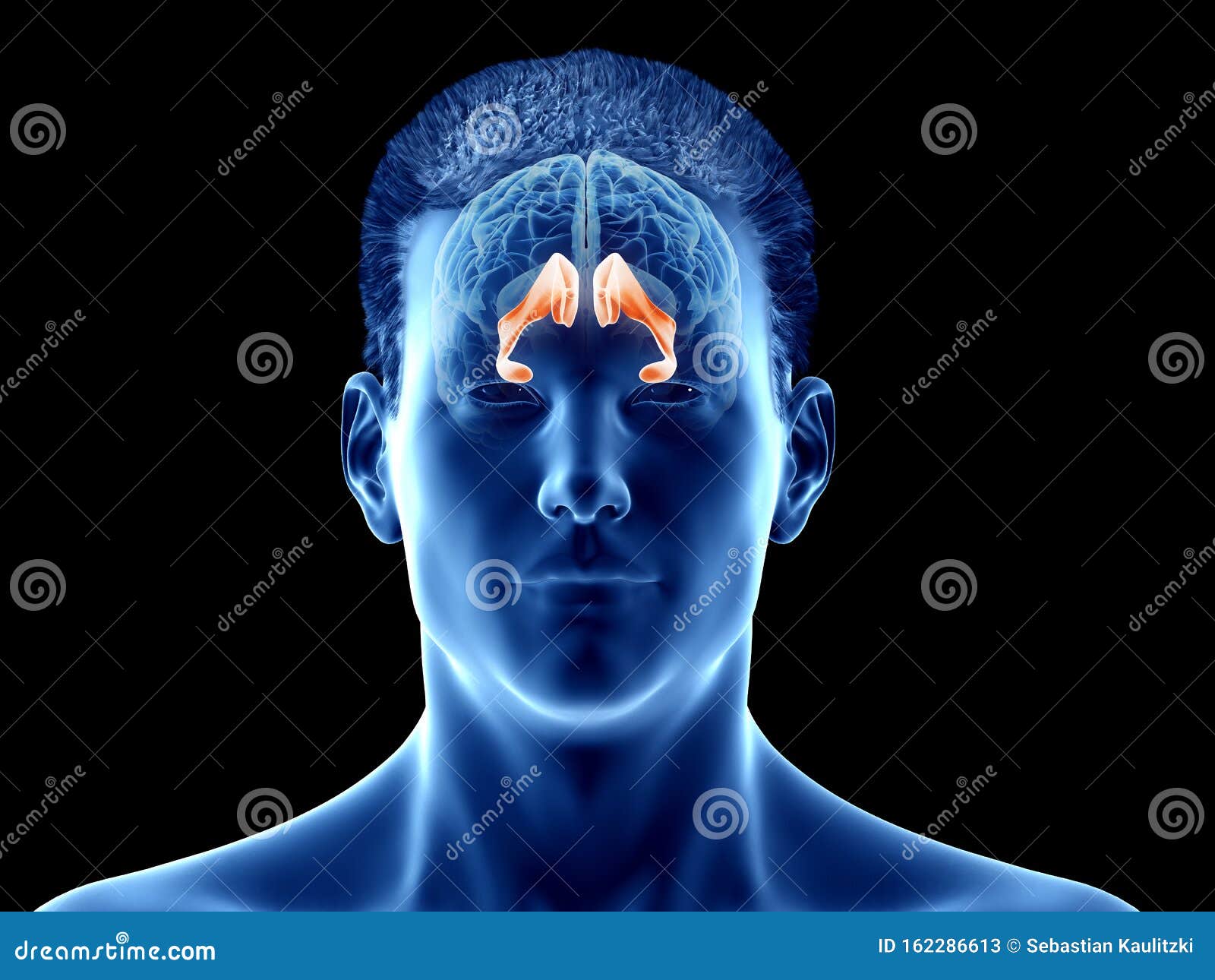 The Brain Anatomy - the Lateral Ventricle Stock Illustration ...