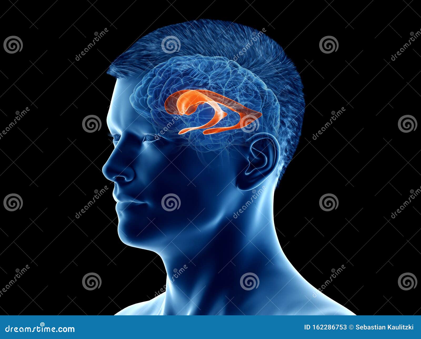 The Brain Anatomy - the Lateral Ventricle Stock Illustration ...
