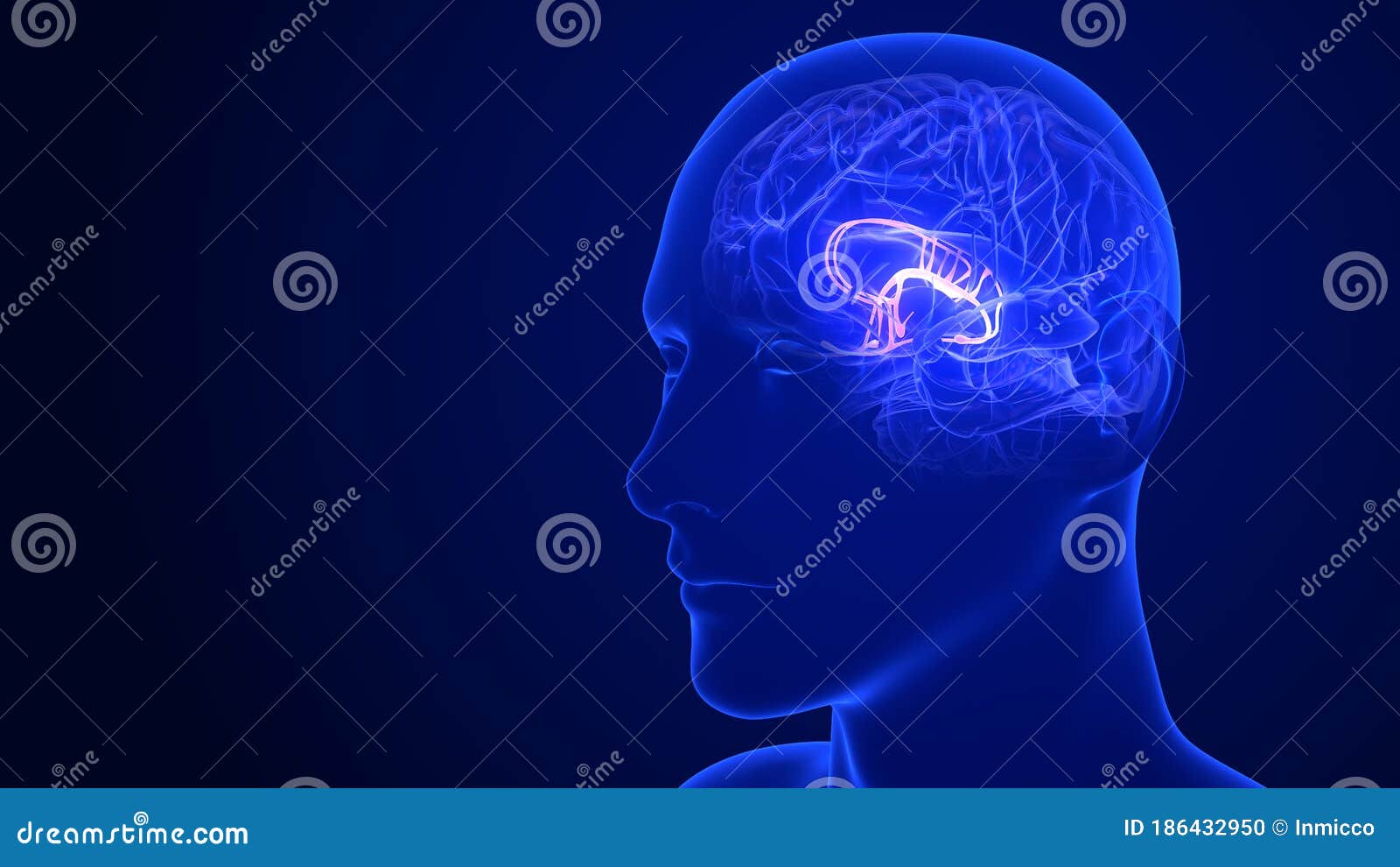 Brain Anatomy - Limbic System. 3d Rendering Stock Illustration ...