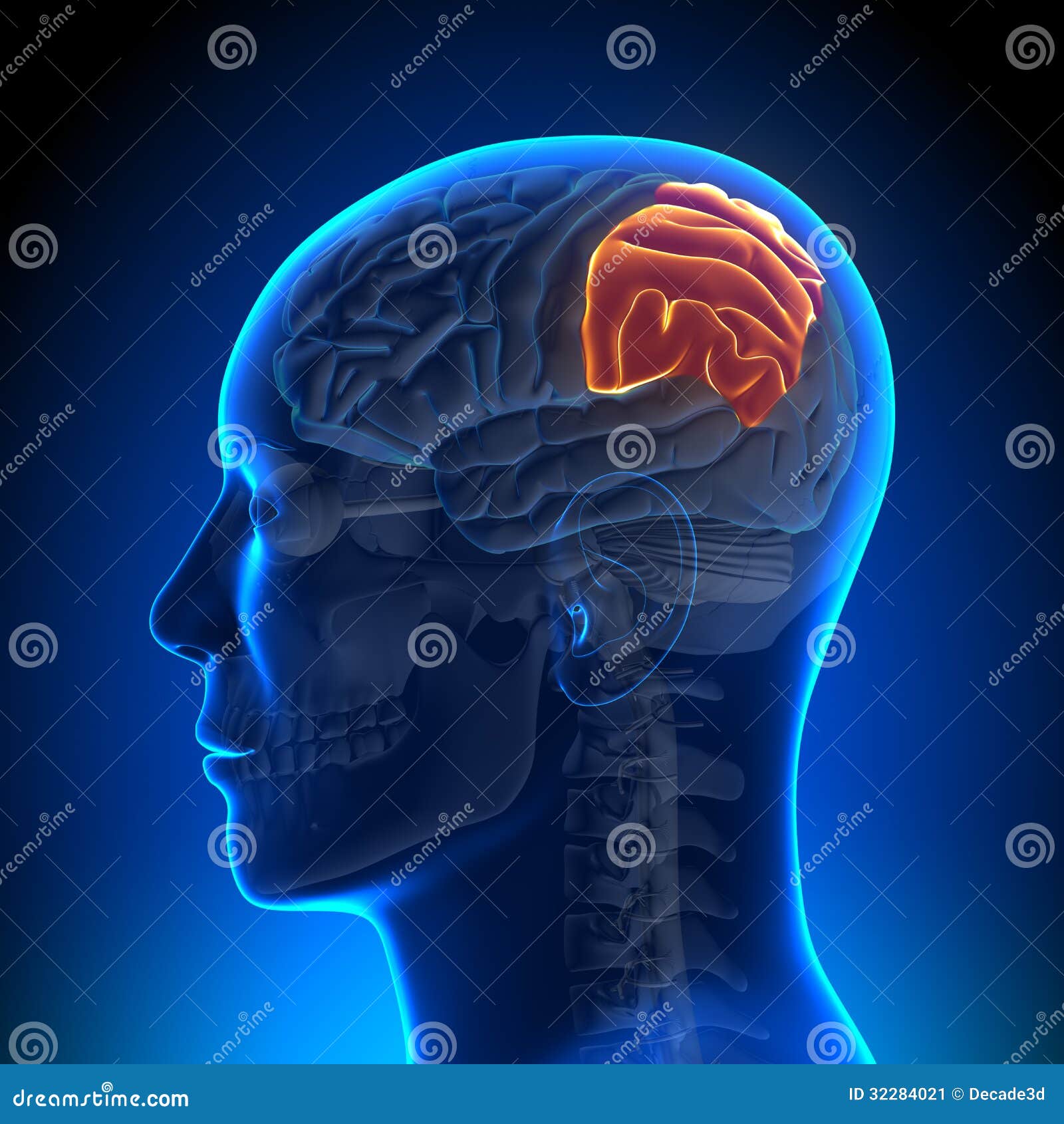 Brain Anatomy - Lobe Pariétal Illustration Stock - Illustration du ...