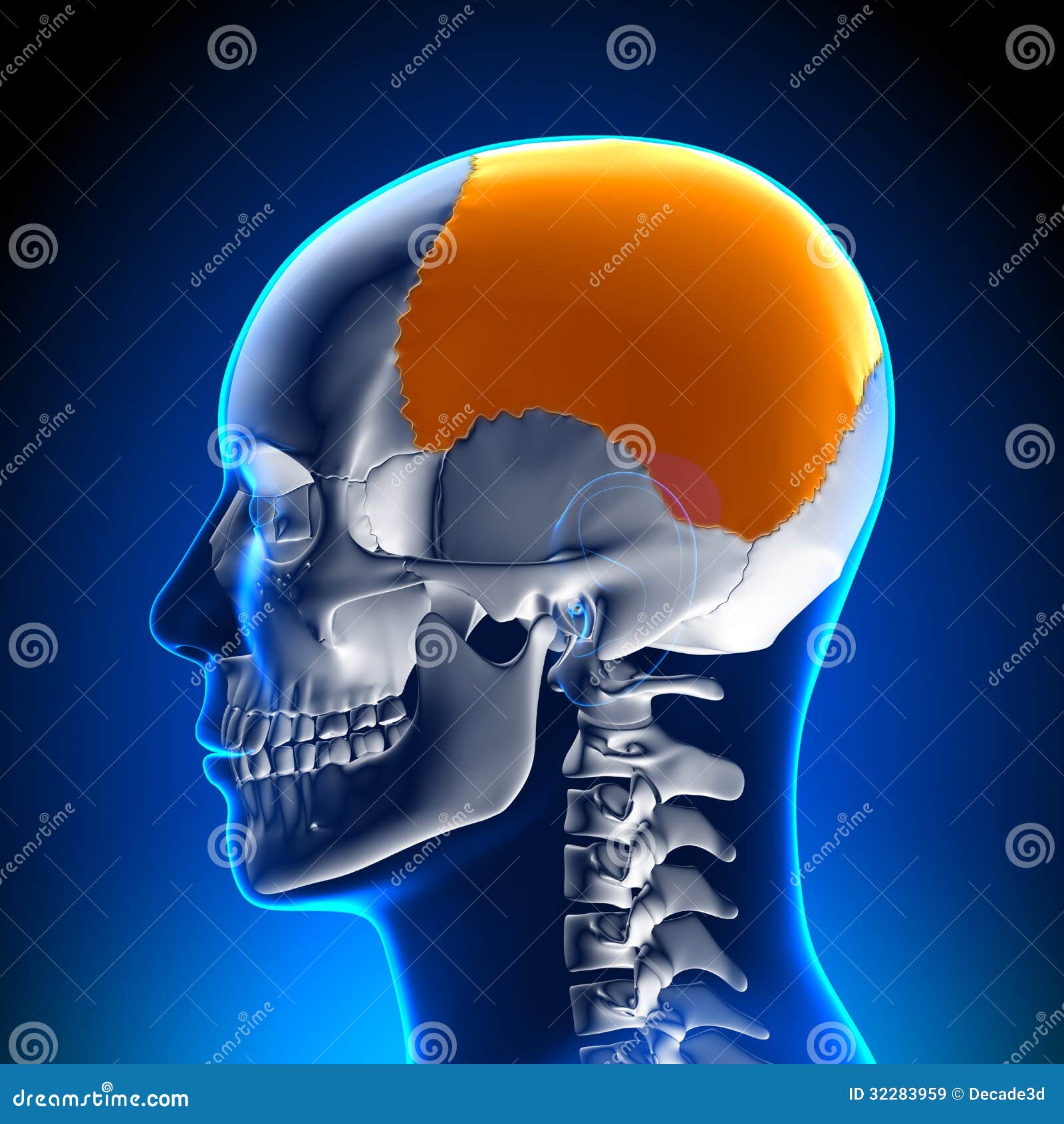 Brain Anatomy - Lobo Parietale Illustrazione di Stock - Illustrazione ...