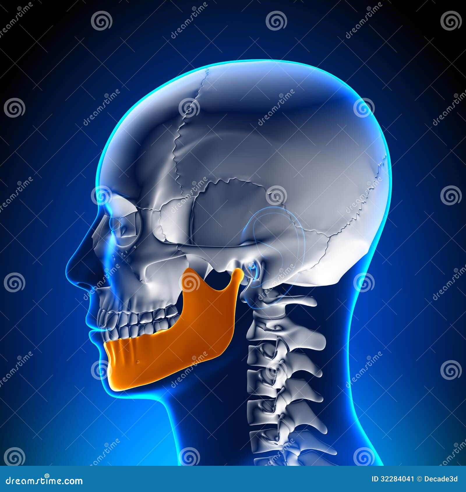 Brain Anatomy - Mandible stock illustration. Illustration of front ...