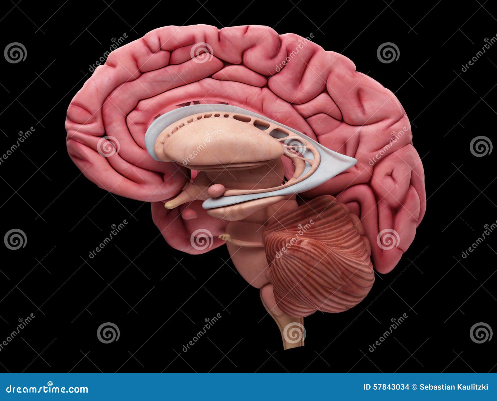The brain anatomy stock illustration. Illustration of health - 57843034