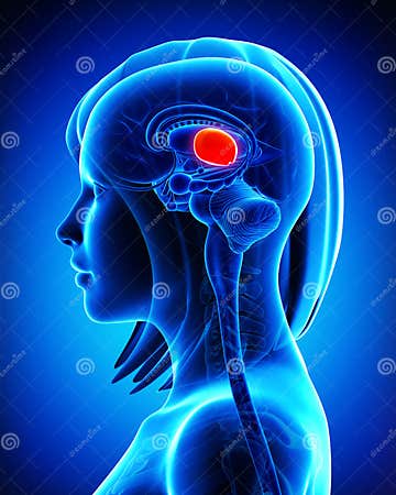 Brain Anatomy MIDBRAIN - Cross Section Stock Illustration ...