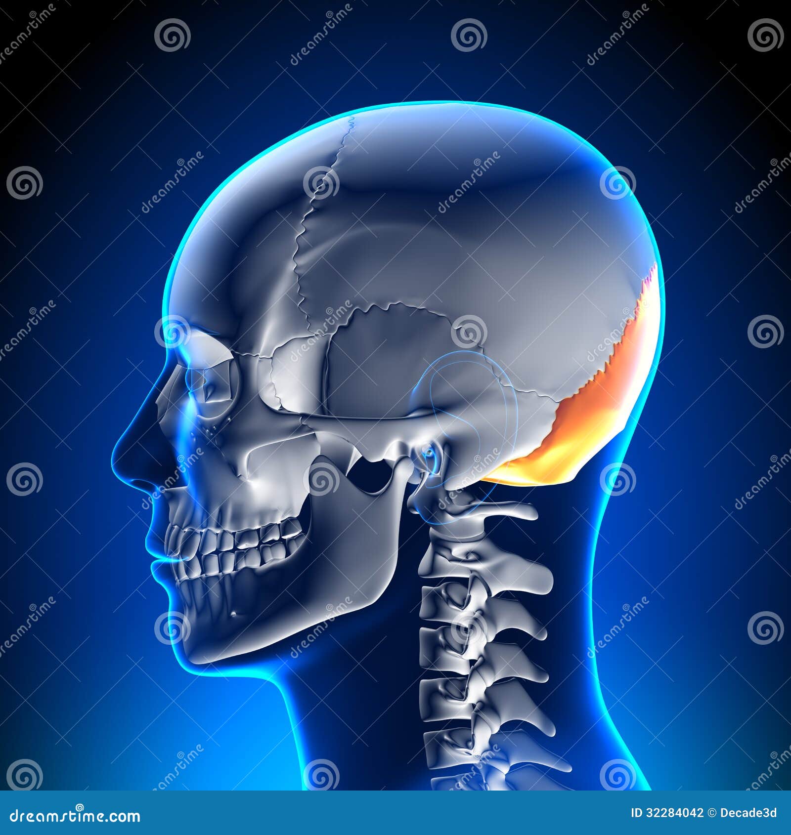 Brain Anatomy - Occipital Bone Stock Illustration - Illustration of ...
