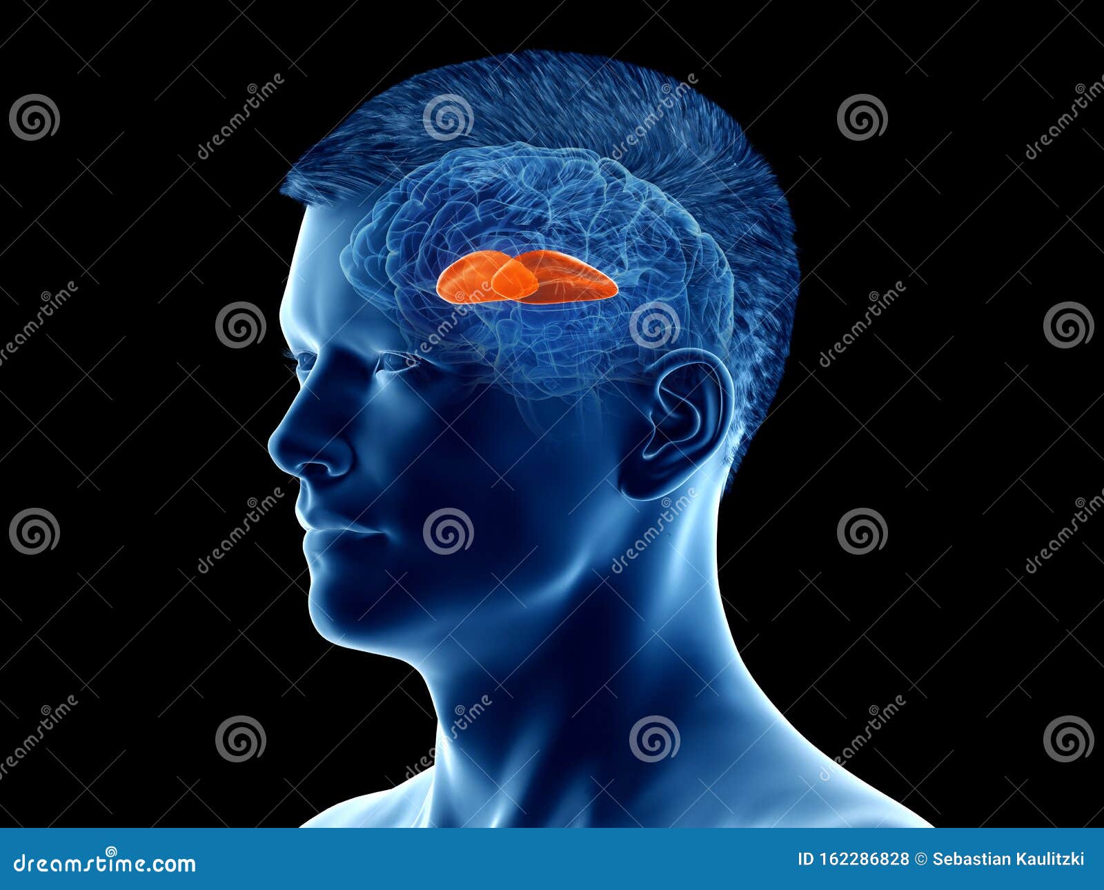 The Brain Anatomy - the Putamen Stock Illustration - Illustration of ...