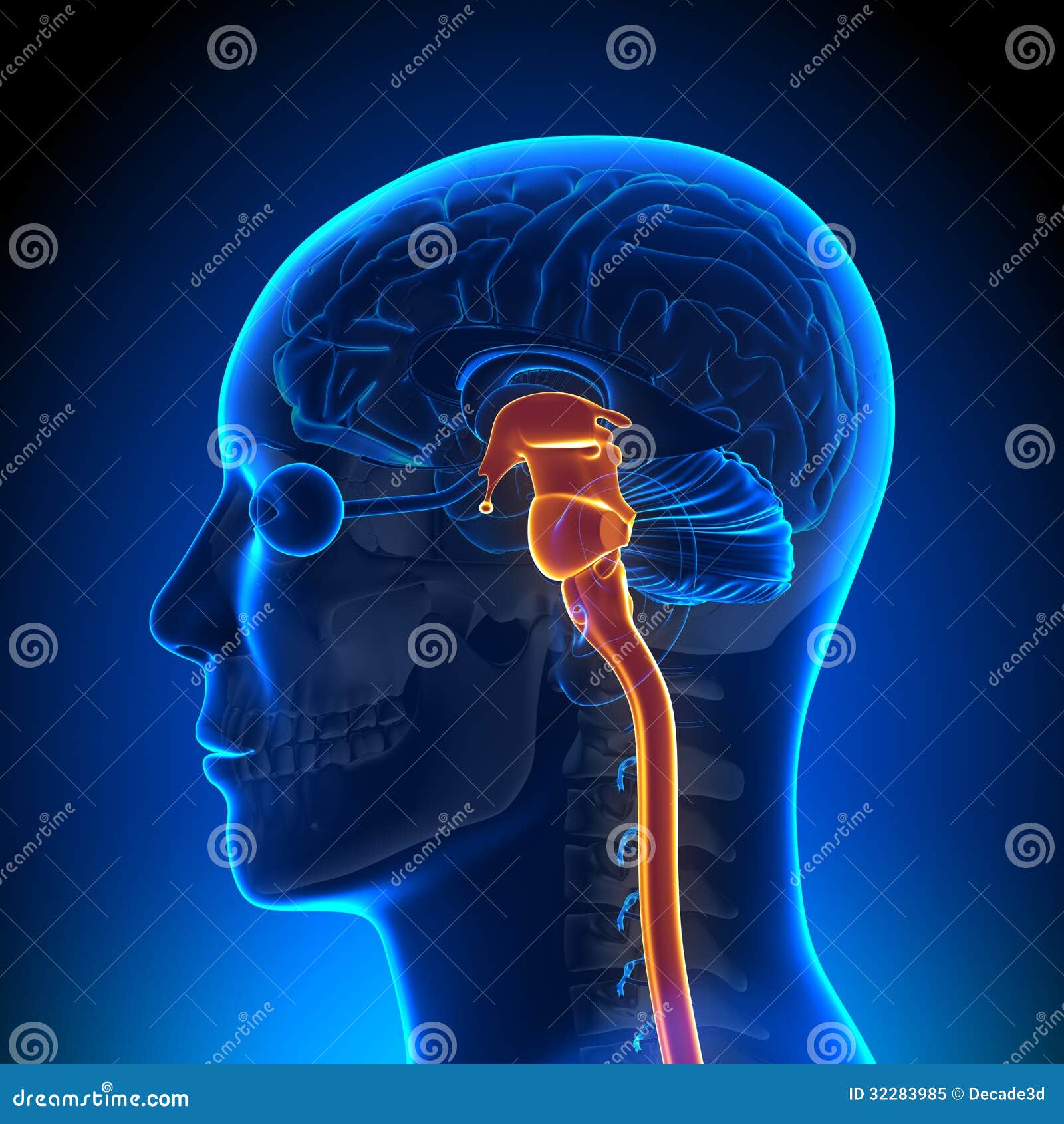 Anatomy Spinal Hernia Infographics Cartoon Vector
