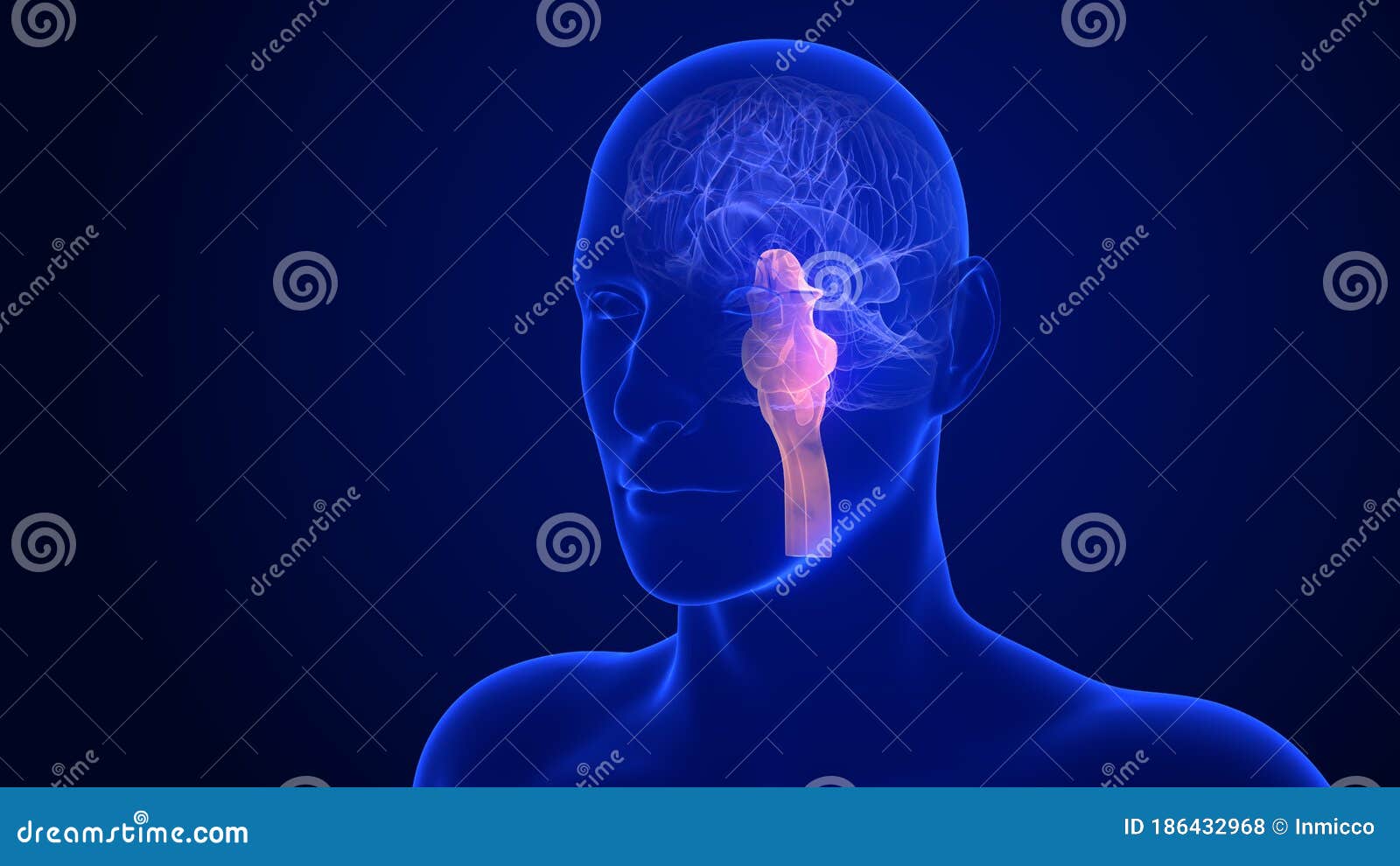 Brain Anatomy - Stem. 3d Rendering Brainstem Stock Illustration ...