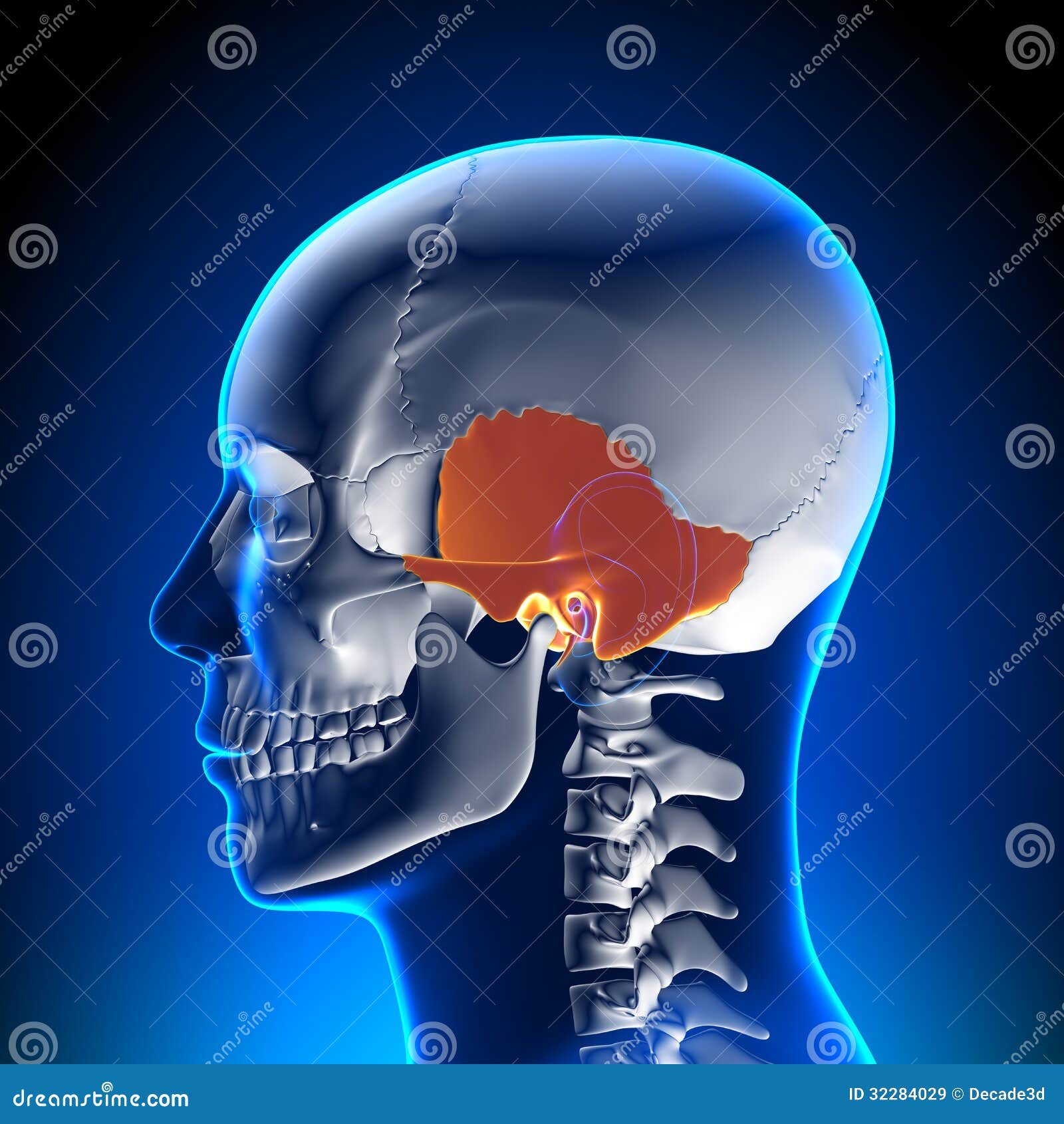 Brain Anatomy - Temporal Bone Stock Illustration - Illustration of ...