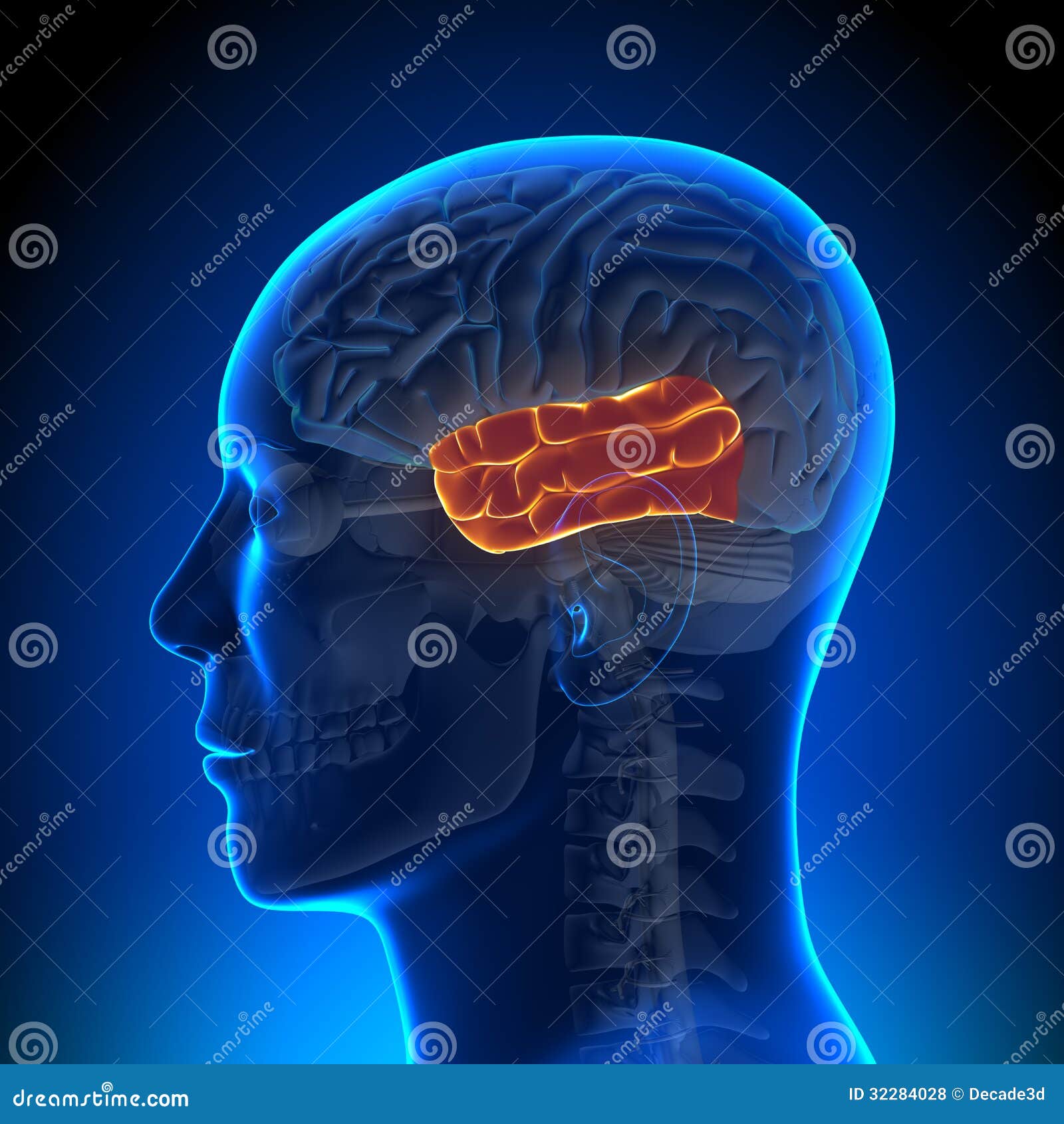 Brain Anatomy - Temporal Lobe Stock Illustration - Illustration of ...