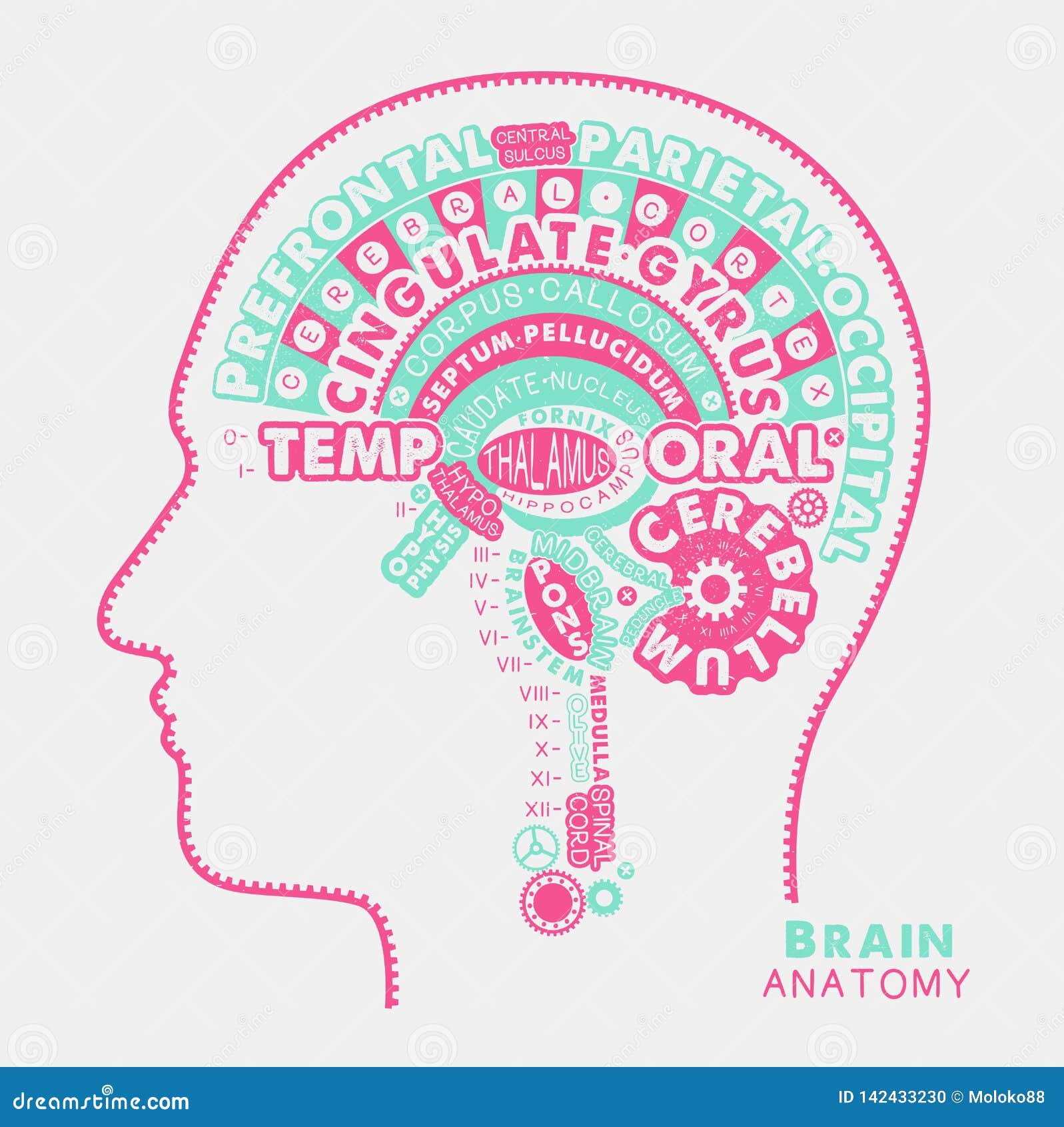 Brain Anatomy Typographic Artwork. Inspirational Vector Illustration ...