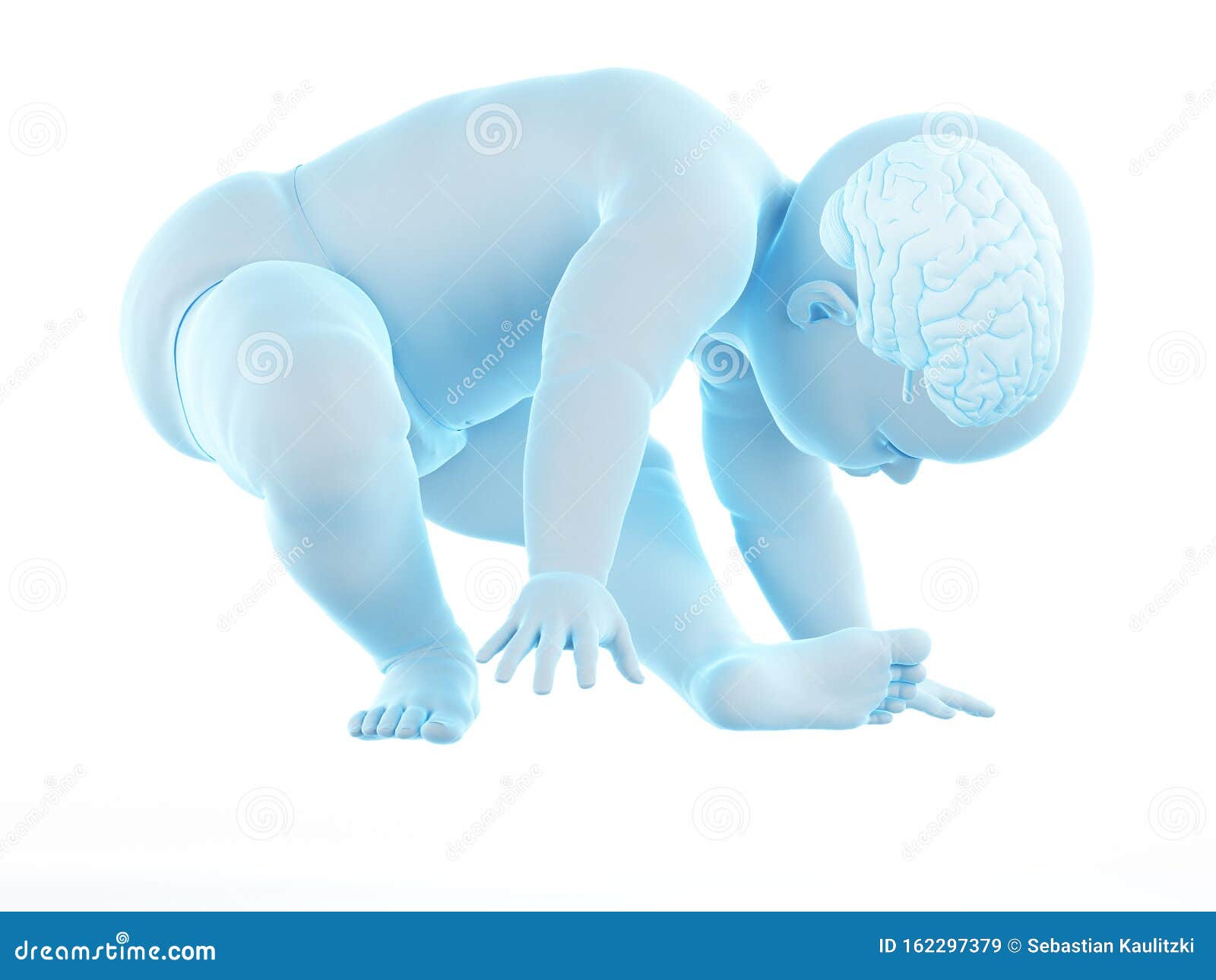 The brain of a baby stock illustration. Illustration of baby - 162297379